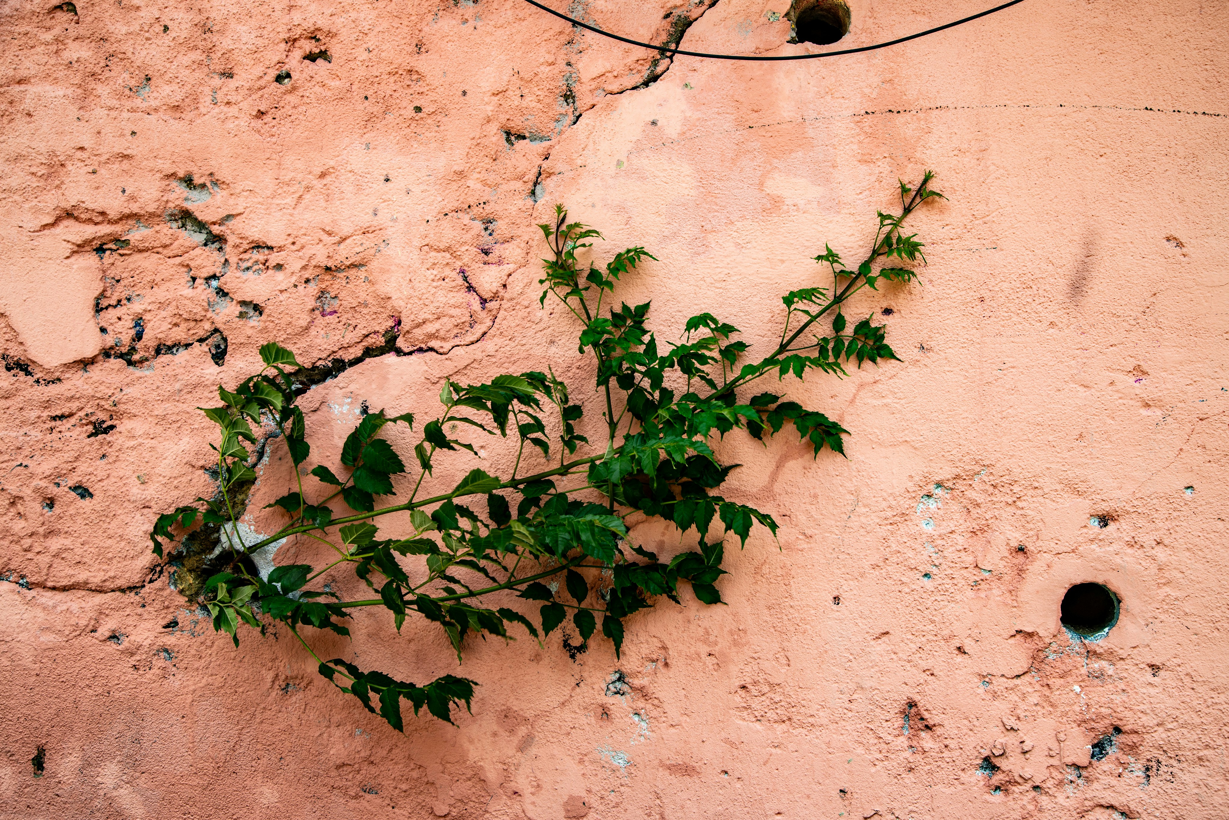 Vine Estuary on a Weathered Wall