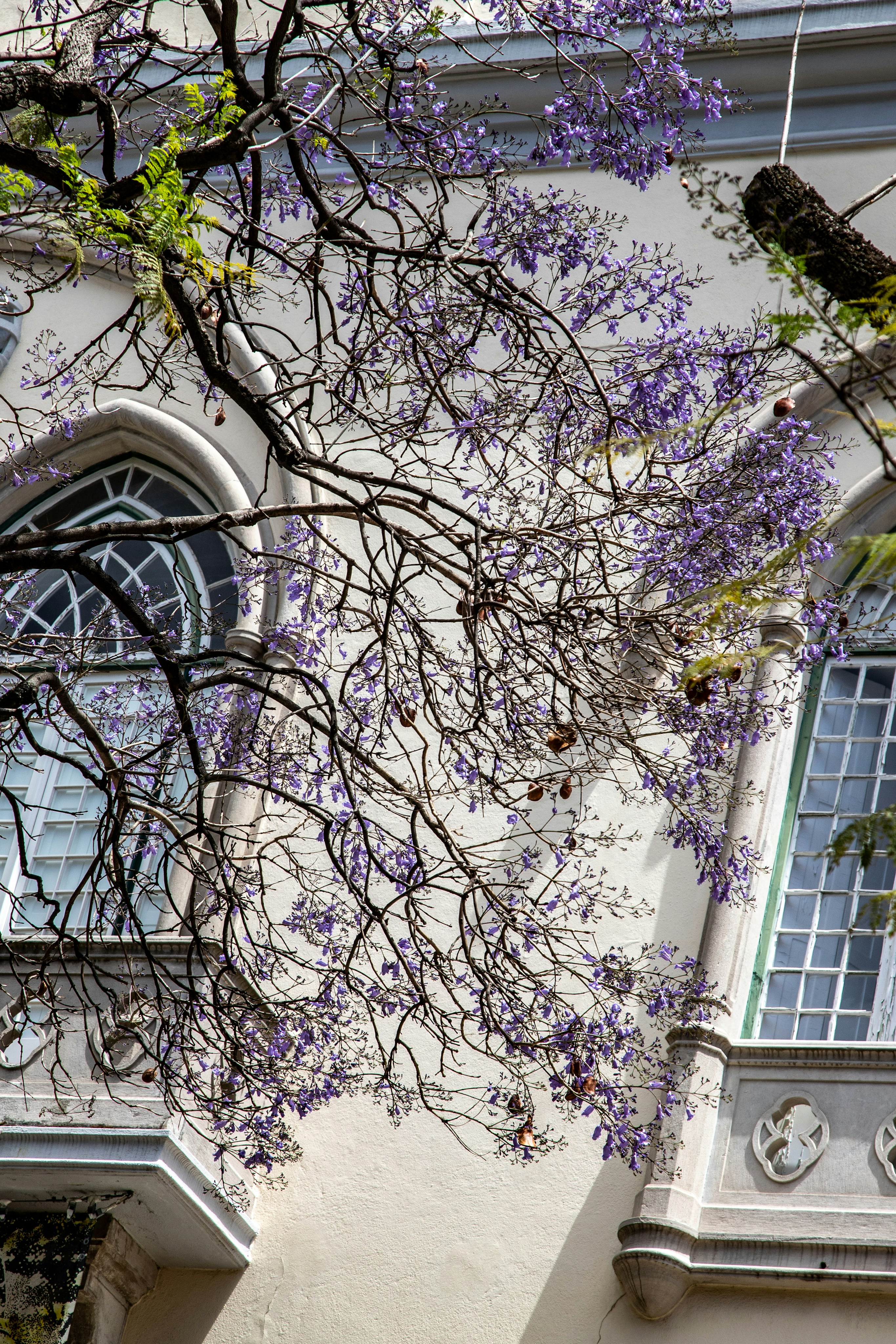 Purple Wisteria Veil Draped Across Windowed Facade