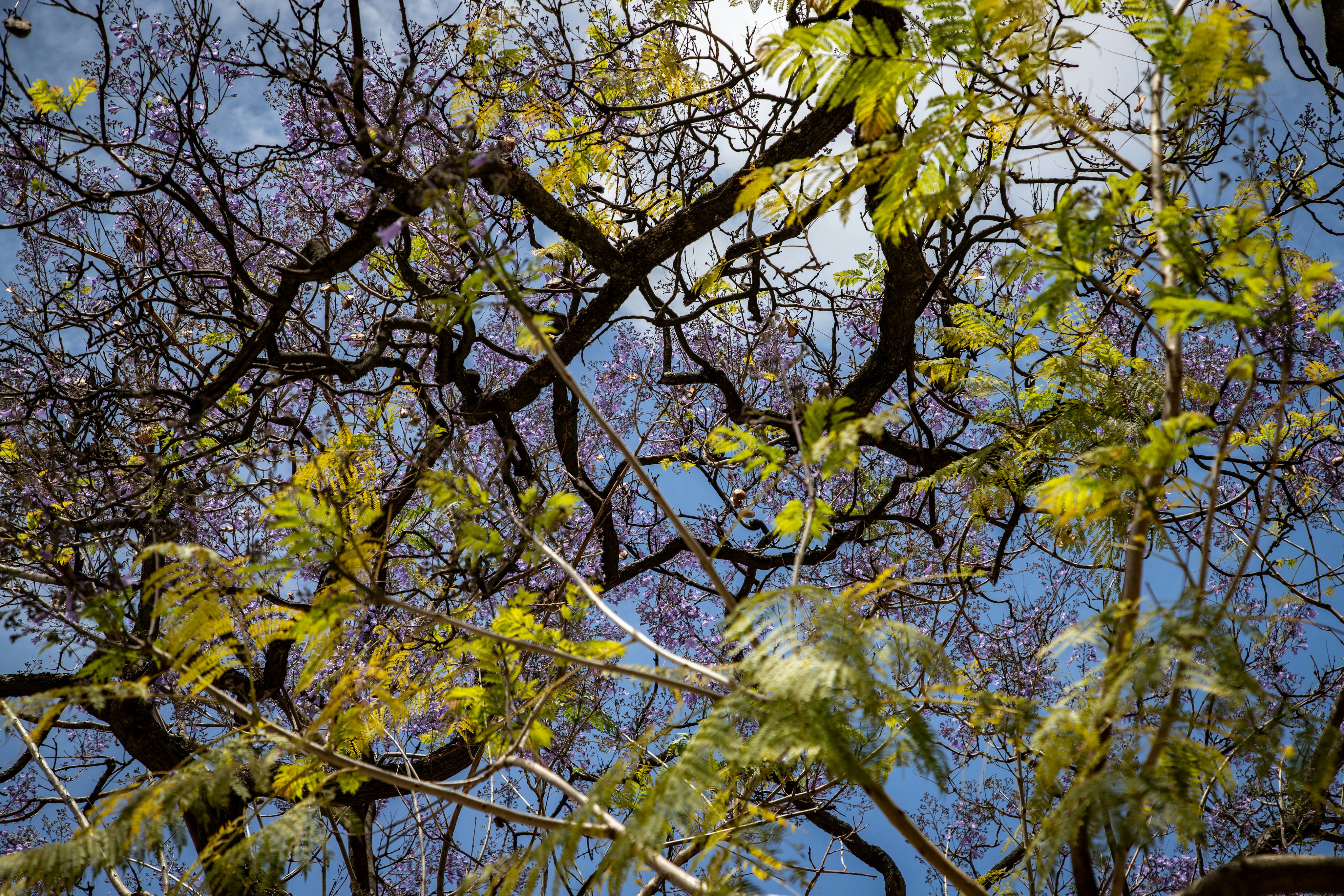 Blue Sky Through Angular Branches in Spring