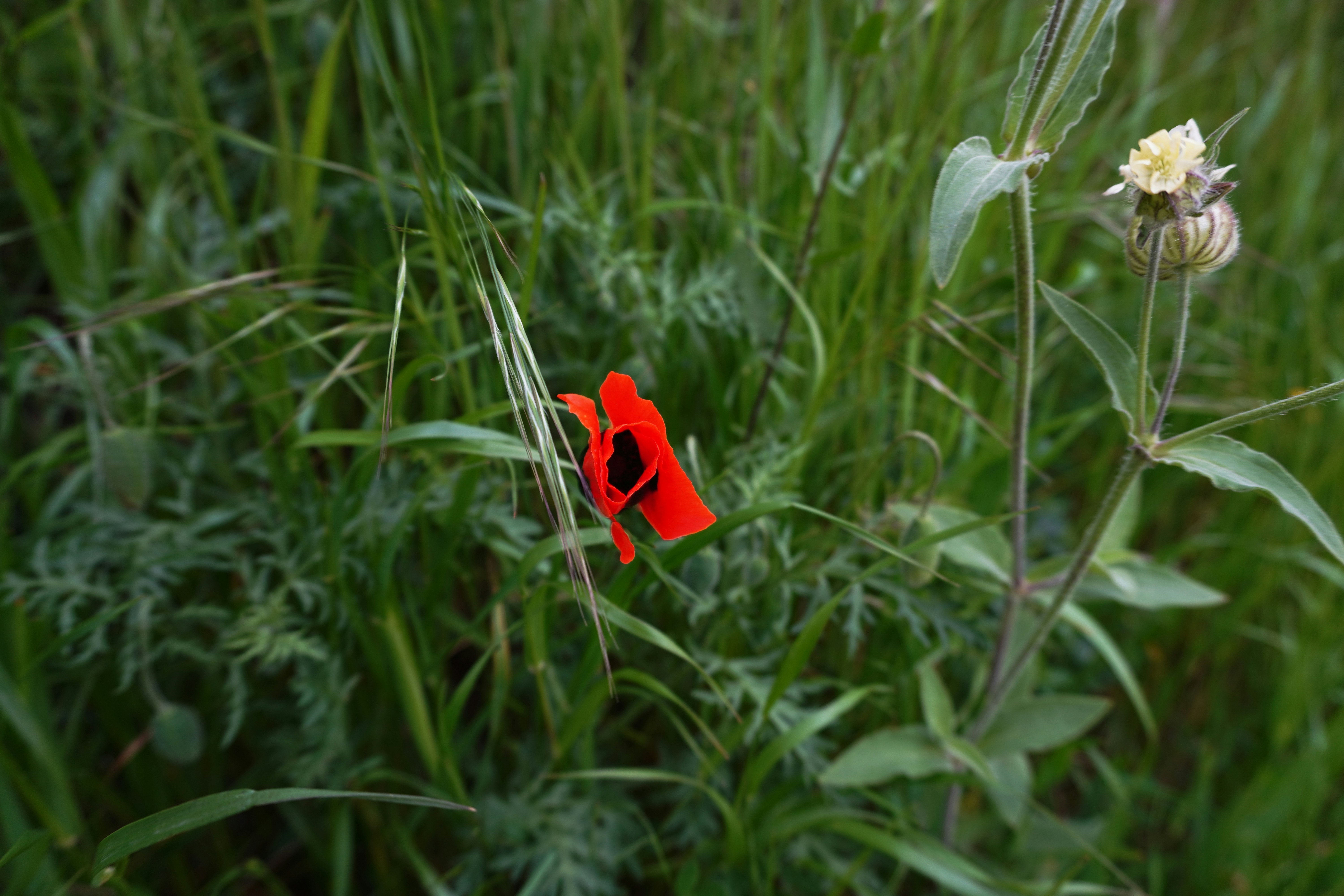 Scarlet Anthem in a Quiet Meadow