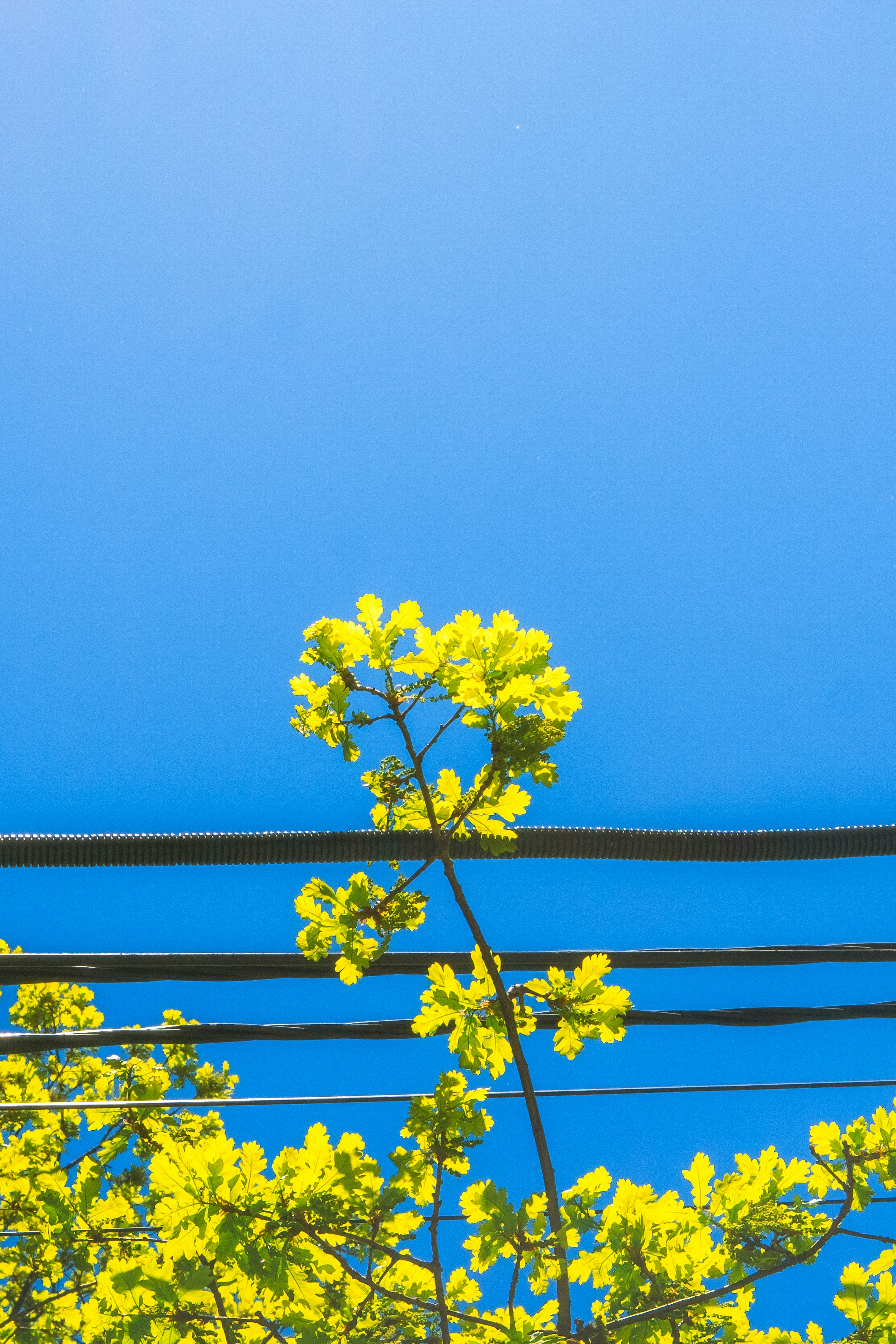 Sunlit Vineyard: Yellow Leaves Crown a Clear Blue Sky