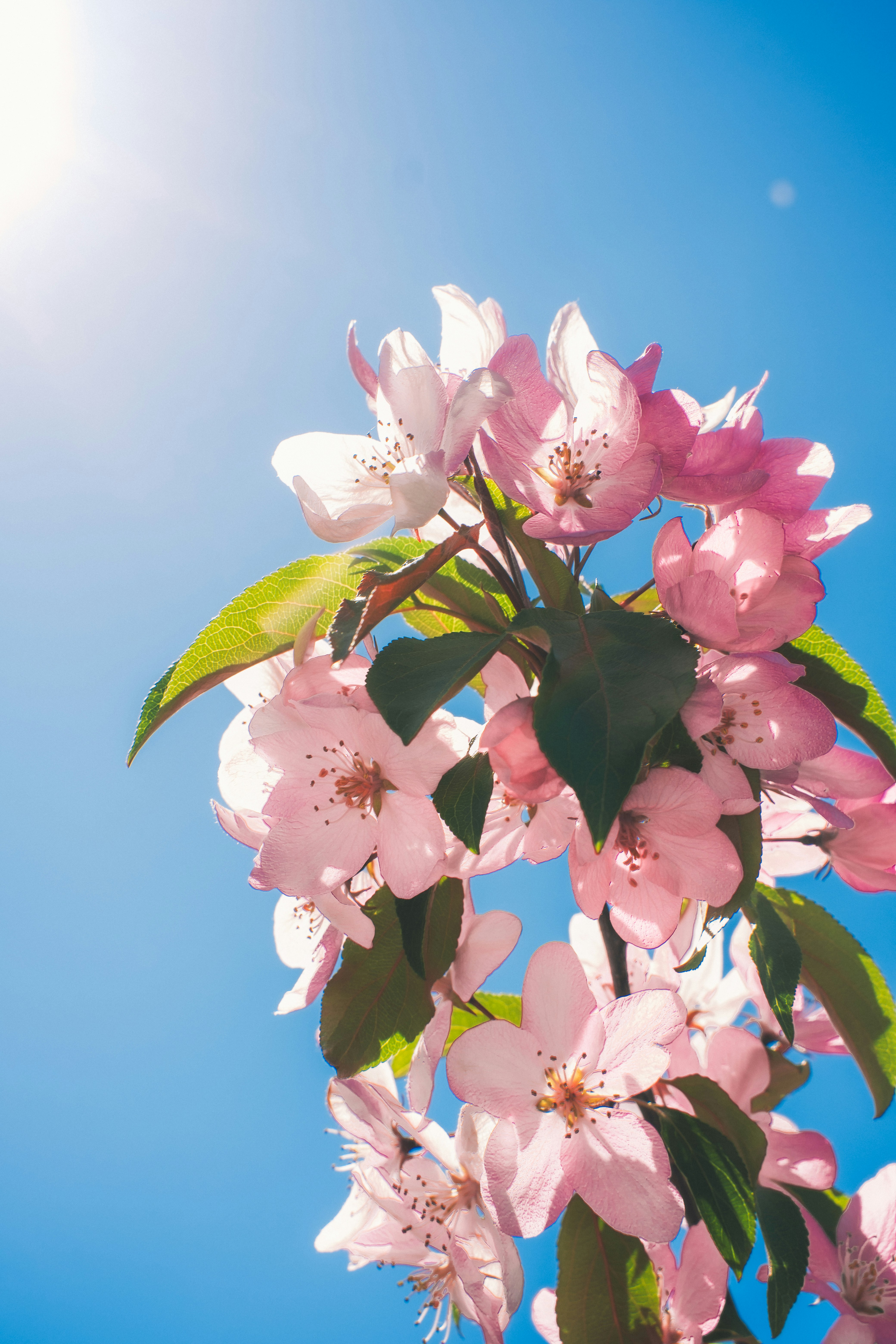 Blossoms Toward the Sun