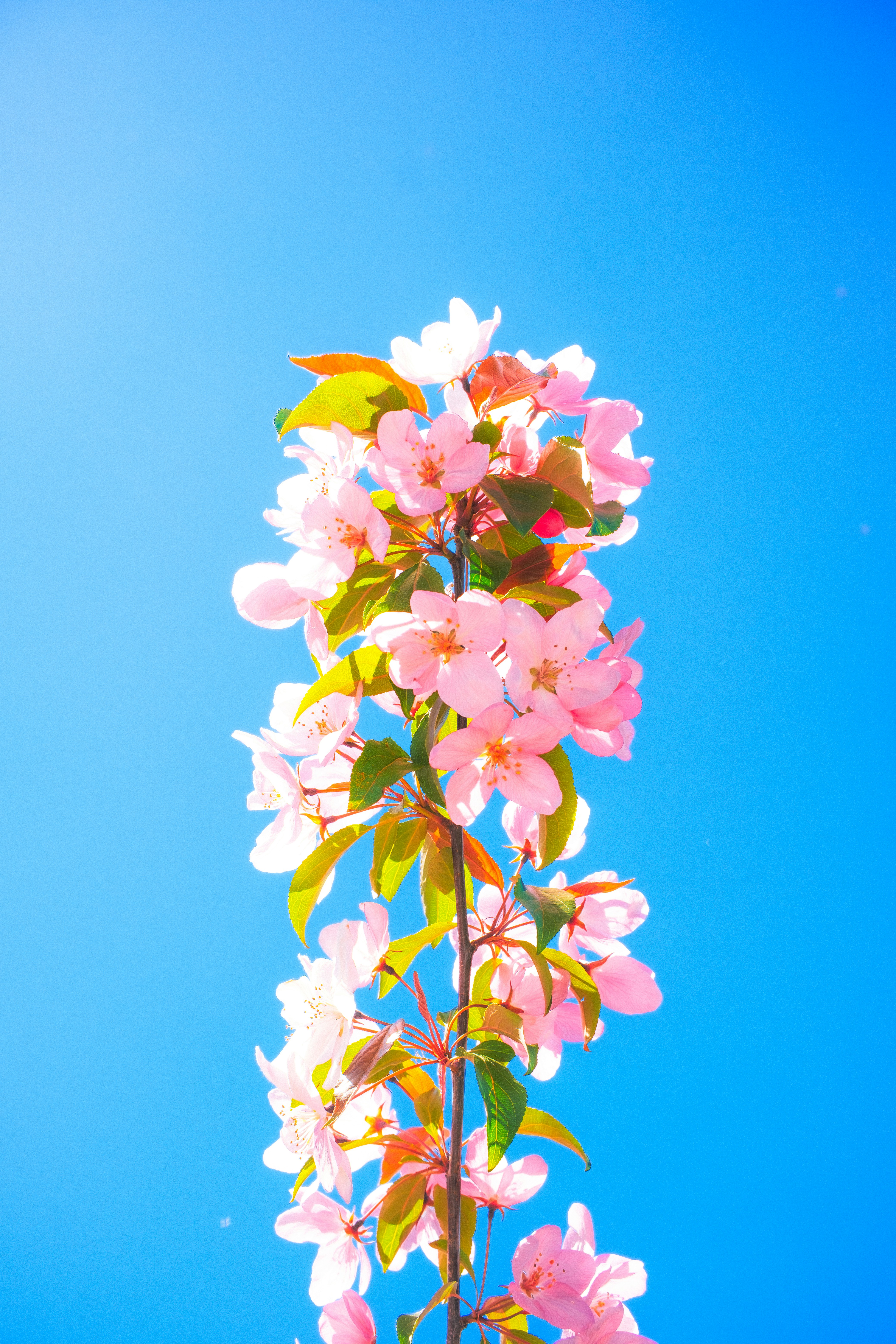  blossom column under a summer blue sky
