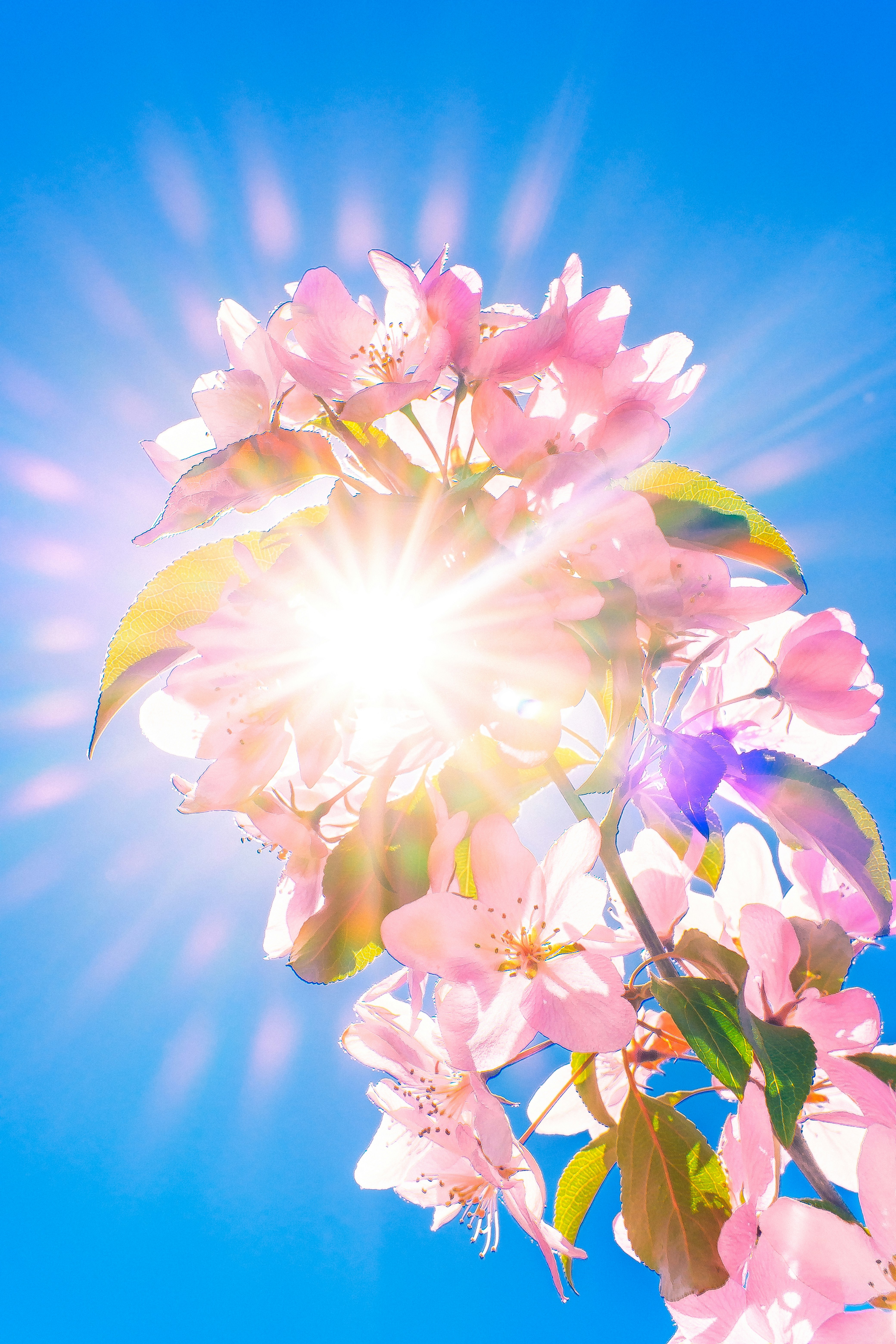 Sunburst through Pink Blossom: Radiant Spring Portrait
