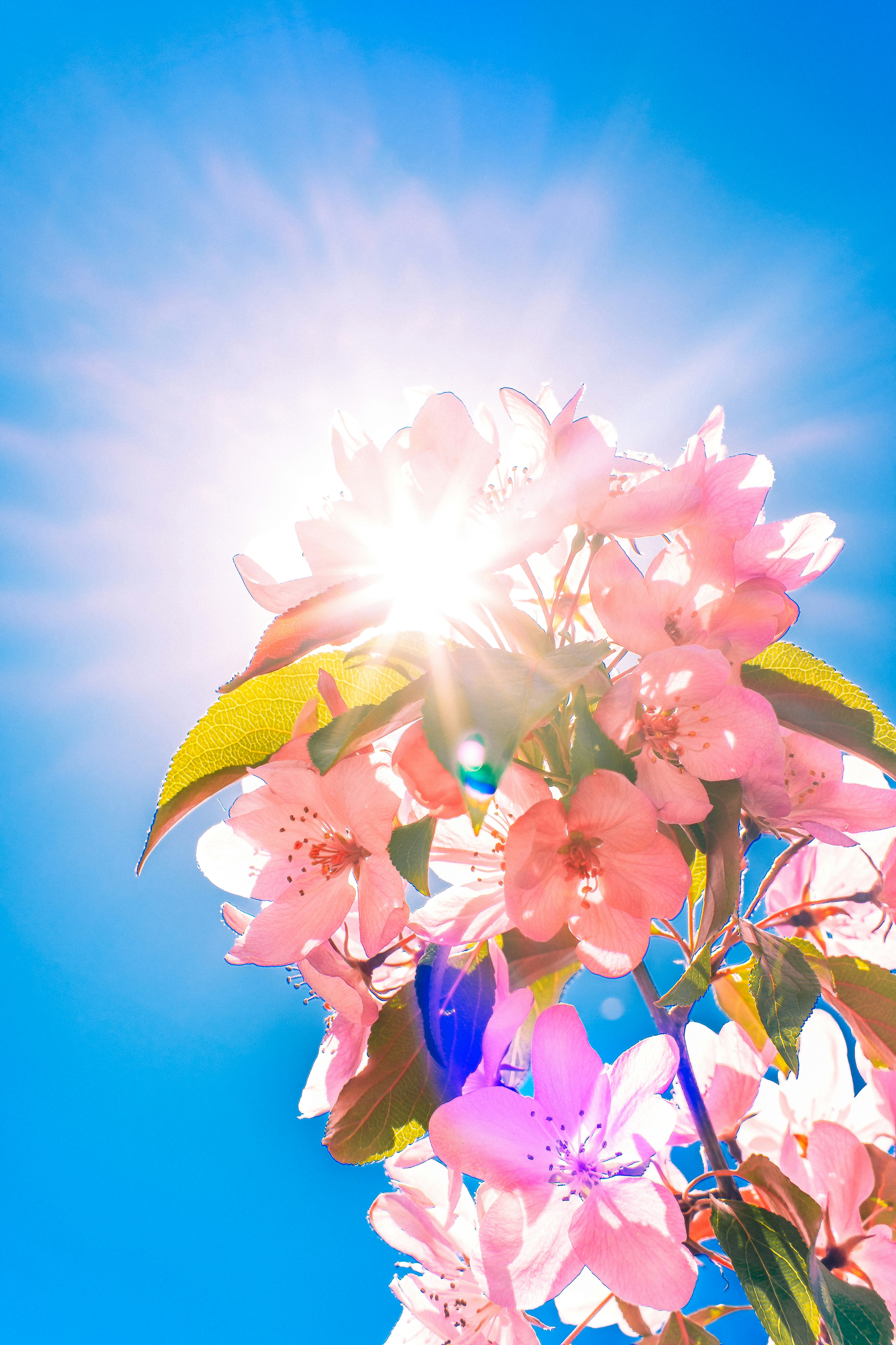 Sunlit Bloom Burst: Pink Flowers Reaching Toward a Piercing Sky