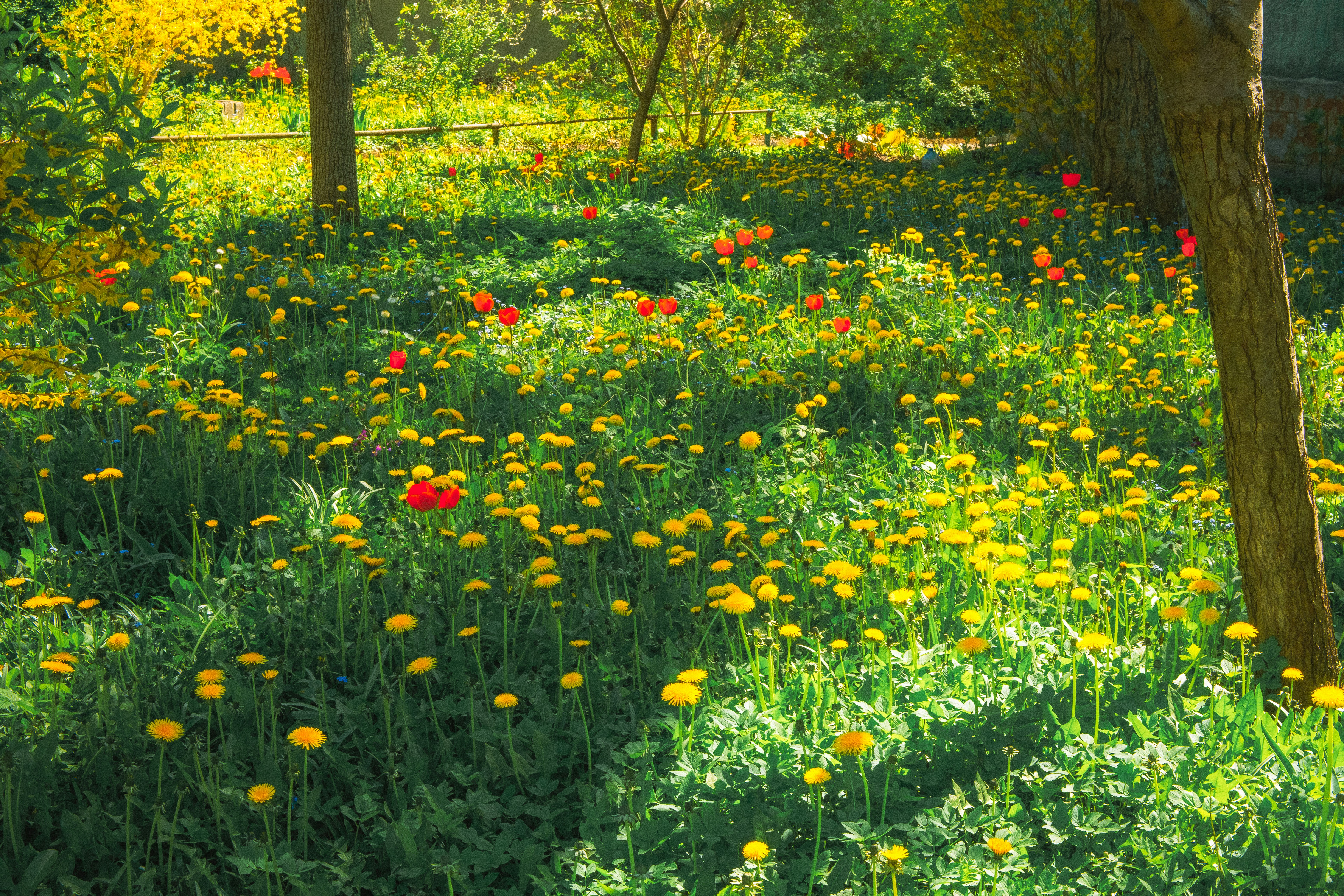 Sunlit Meadow of Dandelions and Tulips Whispering Under Tree Shade