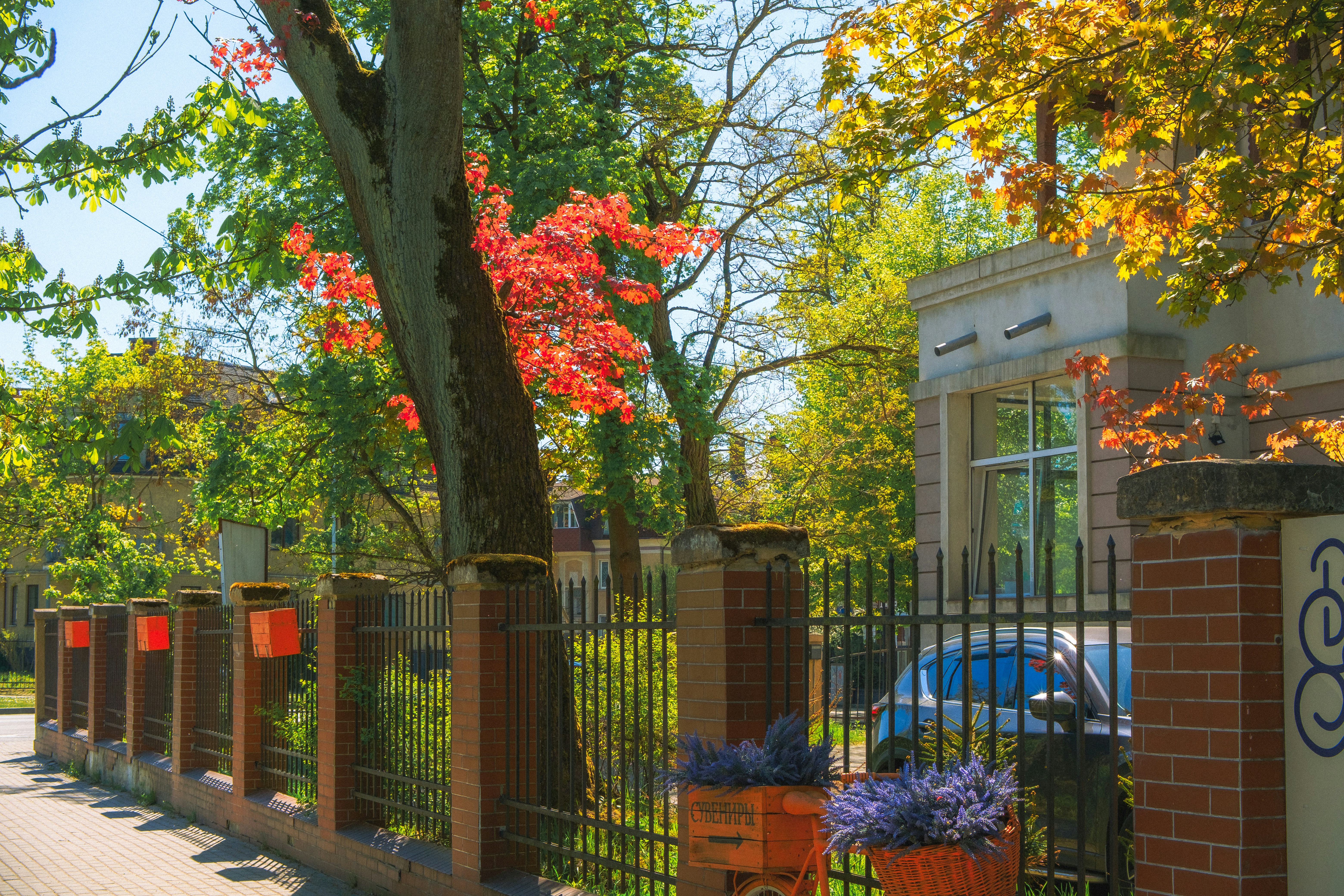 Autumn Street Gallery: A Quiet Corner Framed by Florals and Iron