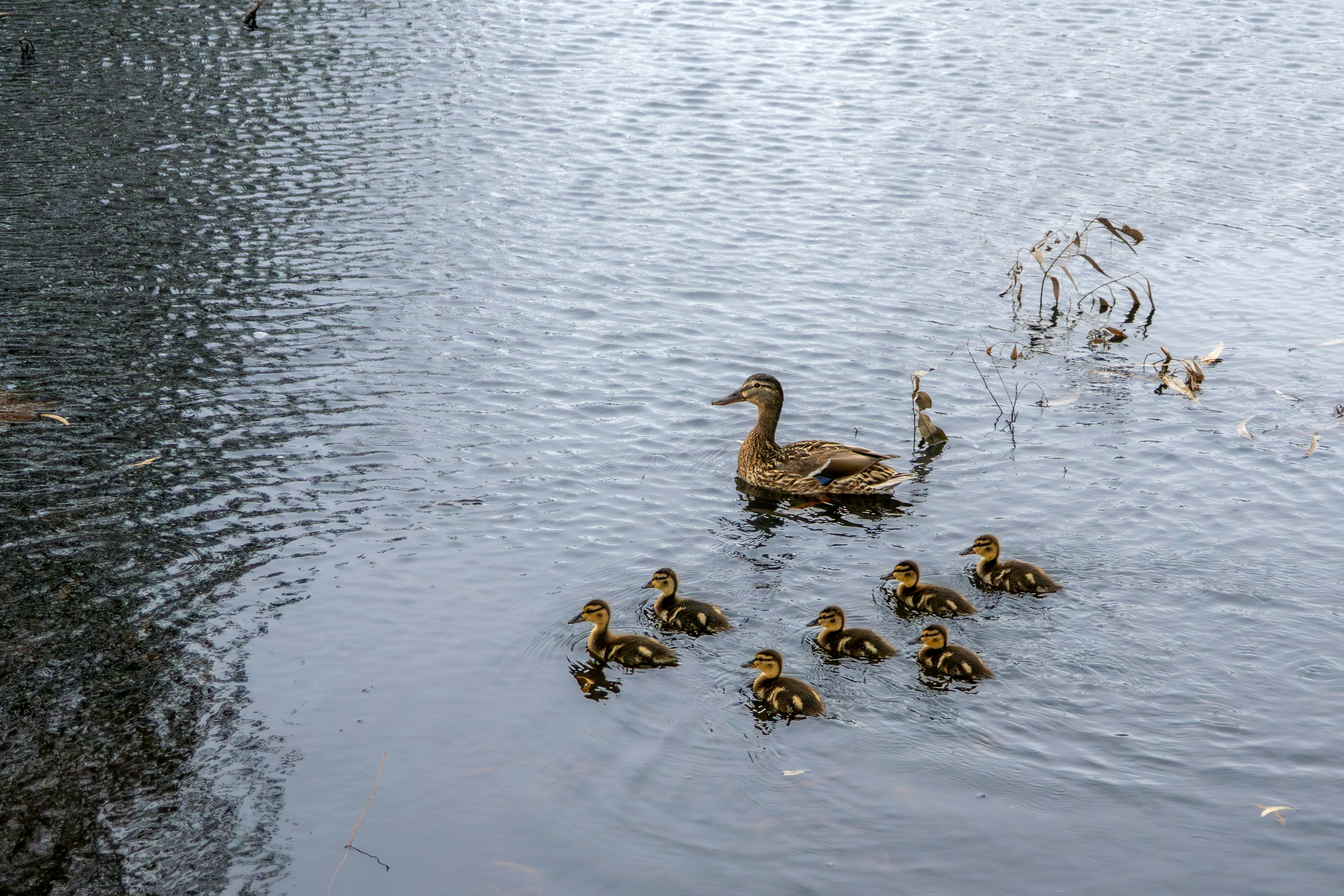 Family of Ducklings and Parent gliding across a tranquil pond