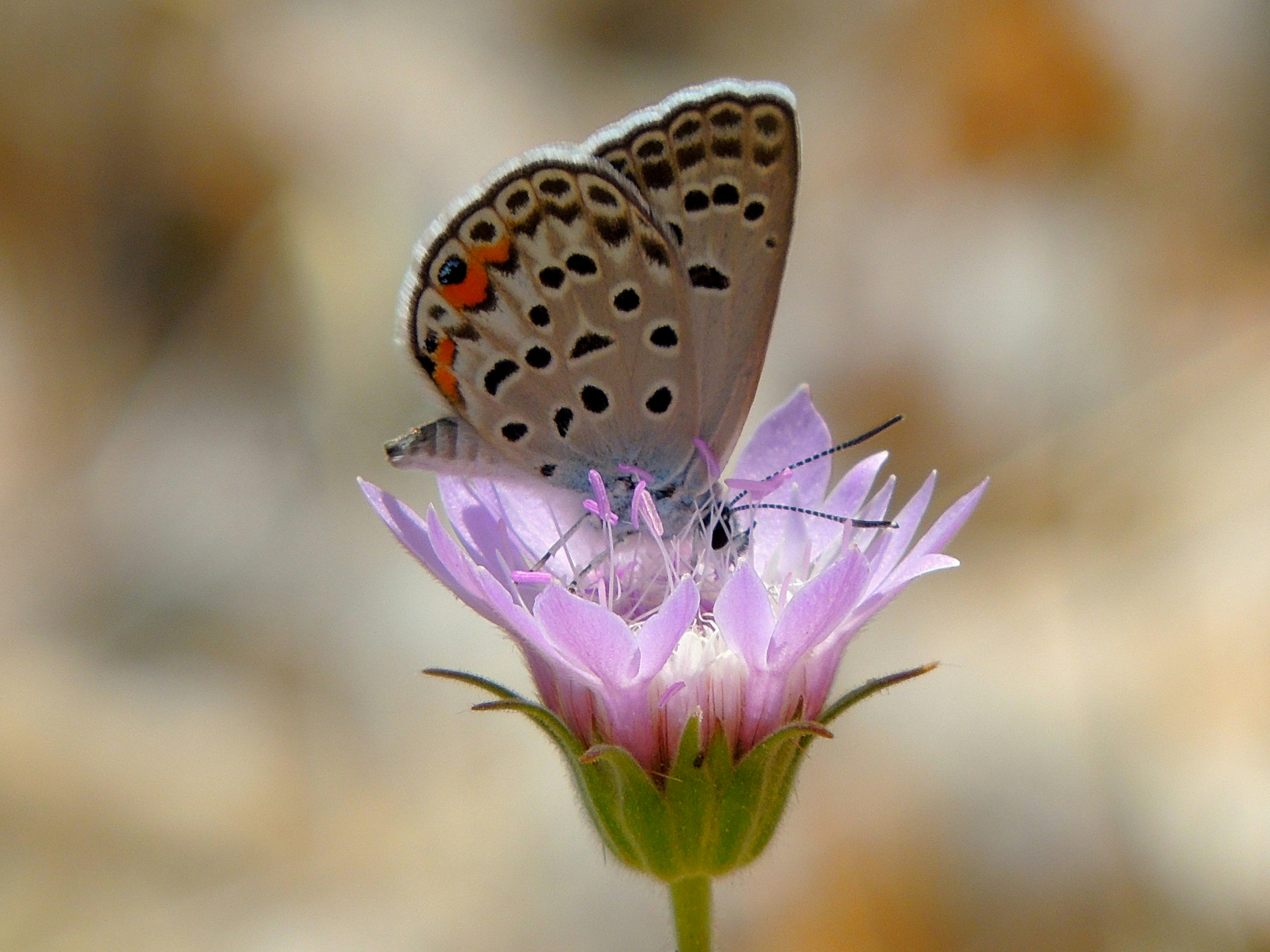 Butterfly on a Purple Crown: Close-up on a Meadow Bloom