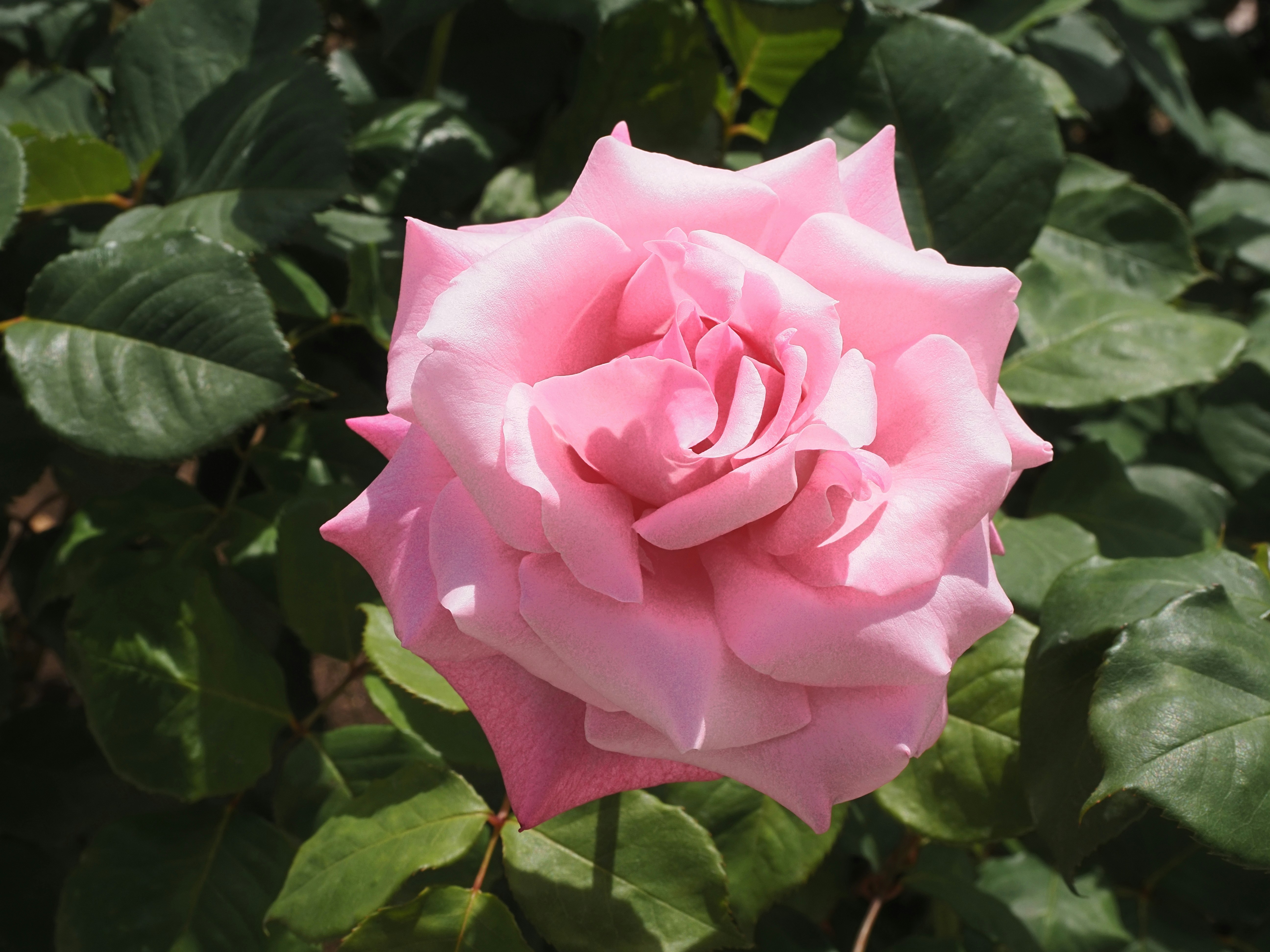 Soft-pink Rose Centrepiece in a Verdant Frame