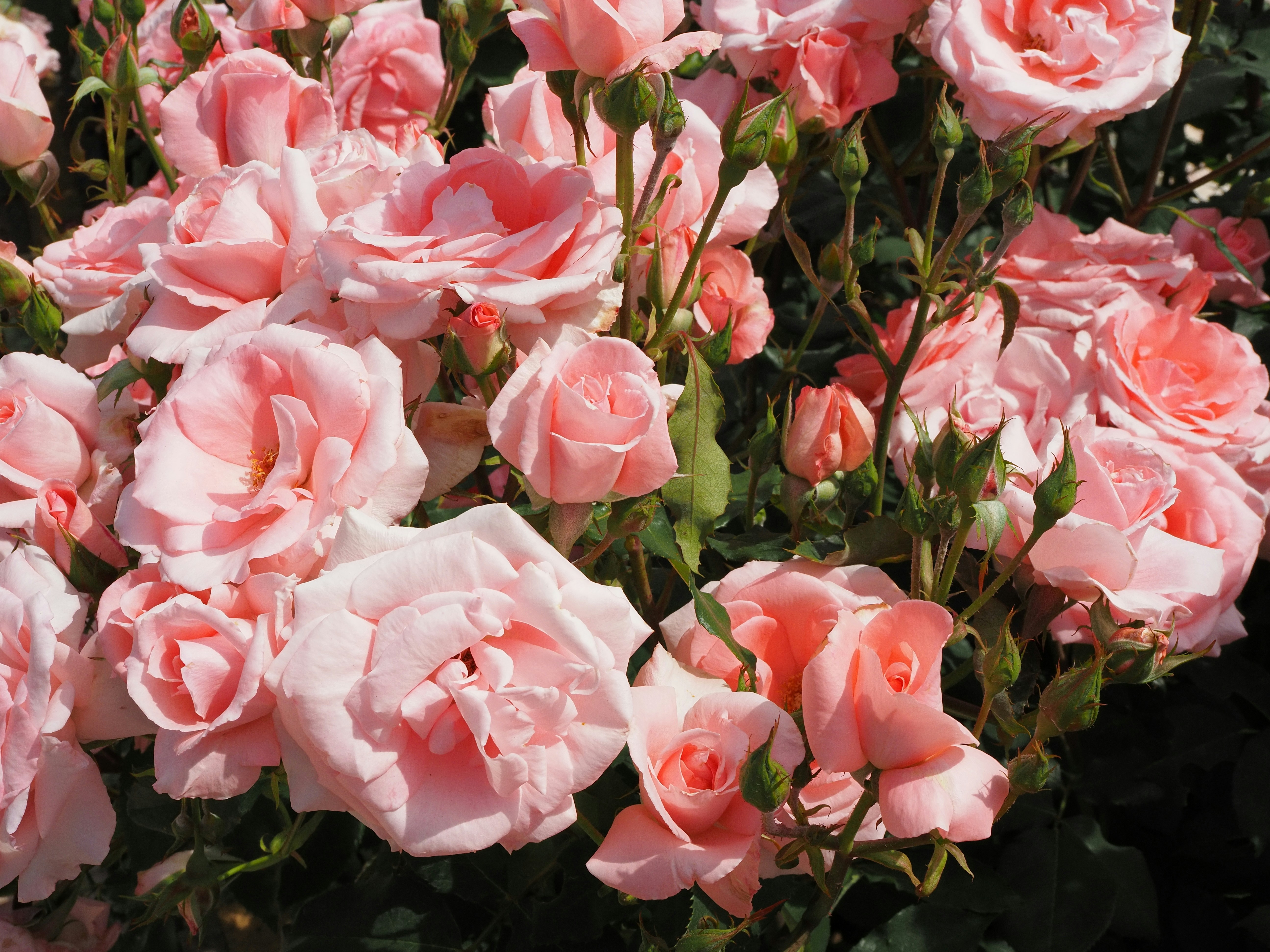 Soft Coral Bloom: A Close-Up of Pink Roses in Spring Garden