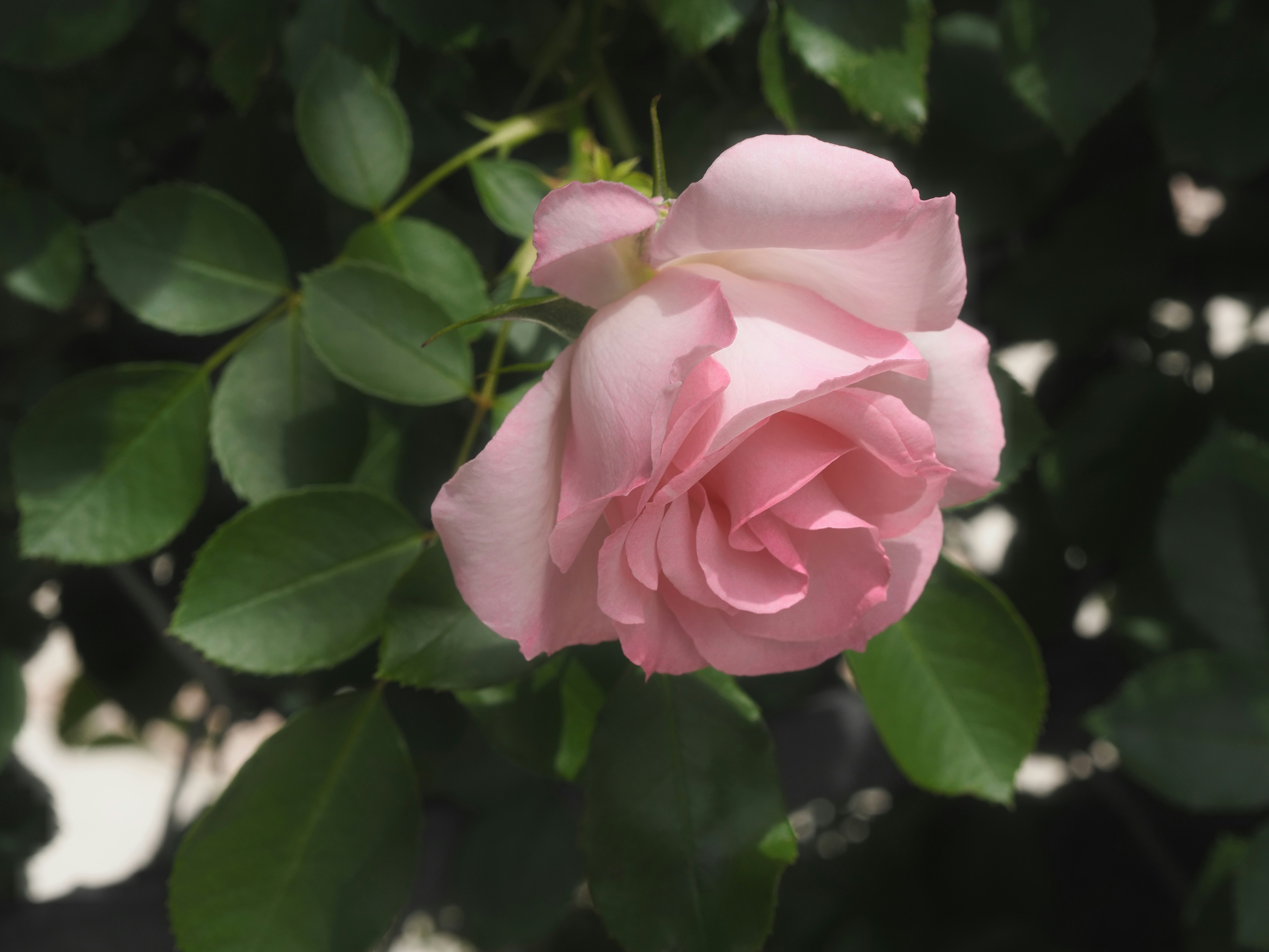 Soft Pink Rose in Quiet Garden Light