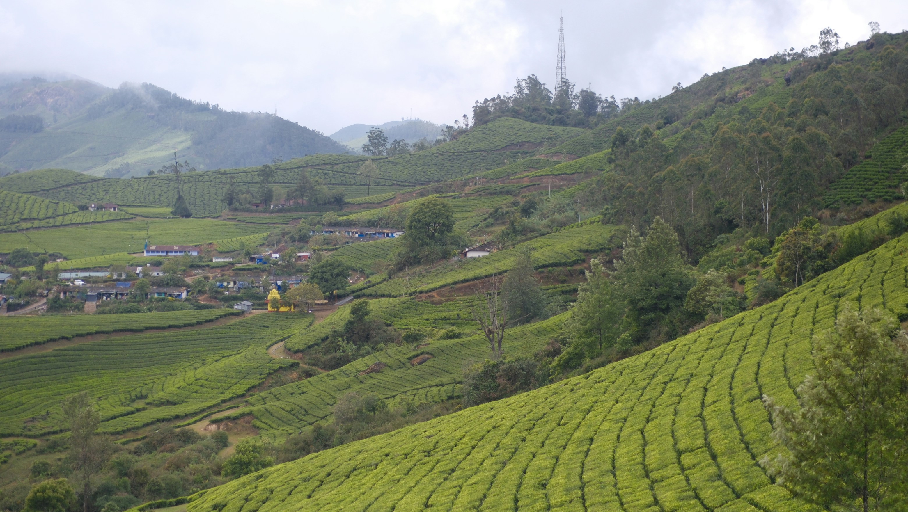 Terraced Green Veins: A Quiet Tea Plantation Cascade