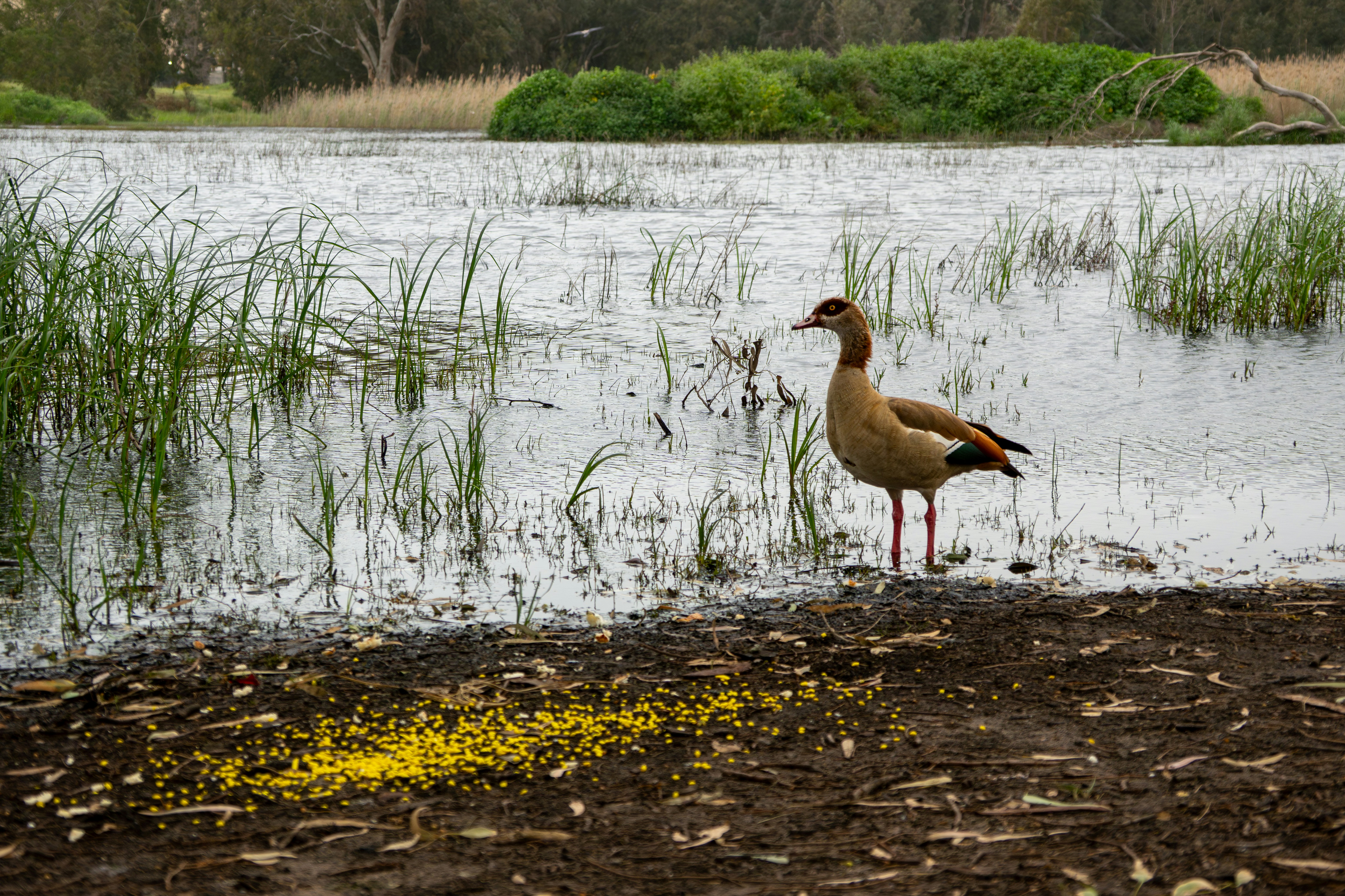 Lone Avian Sentinel by the Shallows