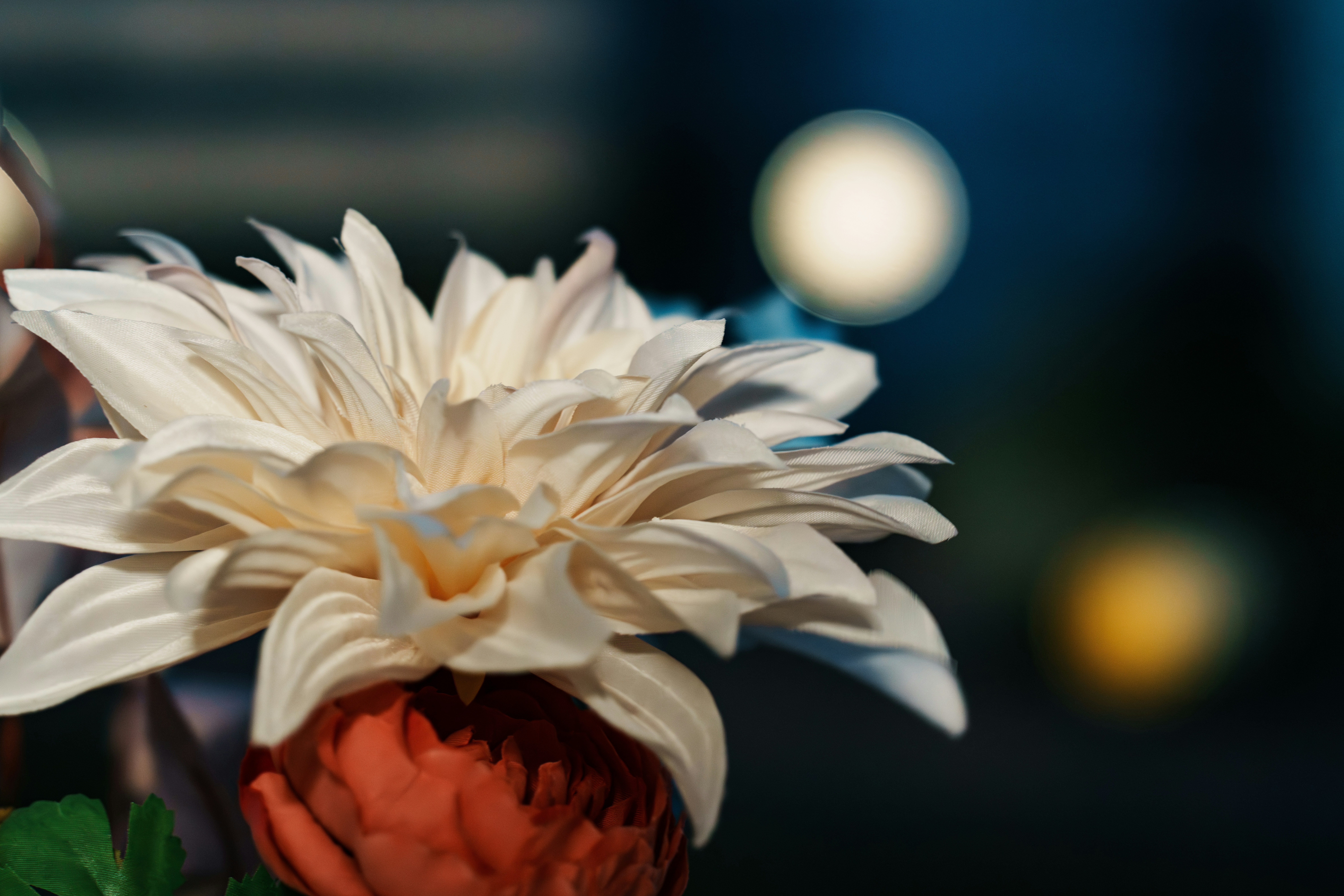 Petaled Spotlight: A Cream-White Bloom with Velvet Backdrop