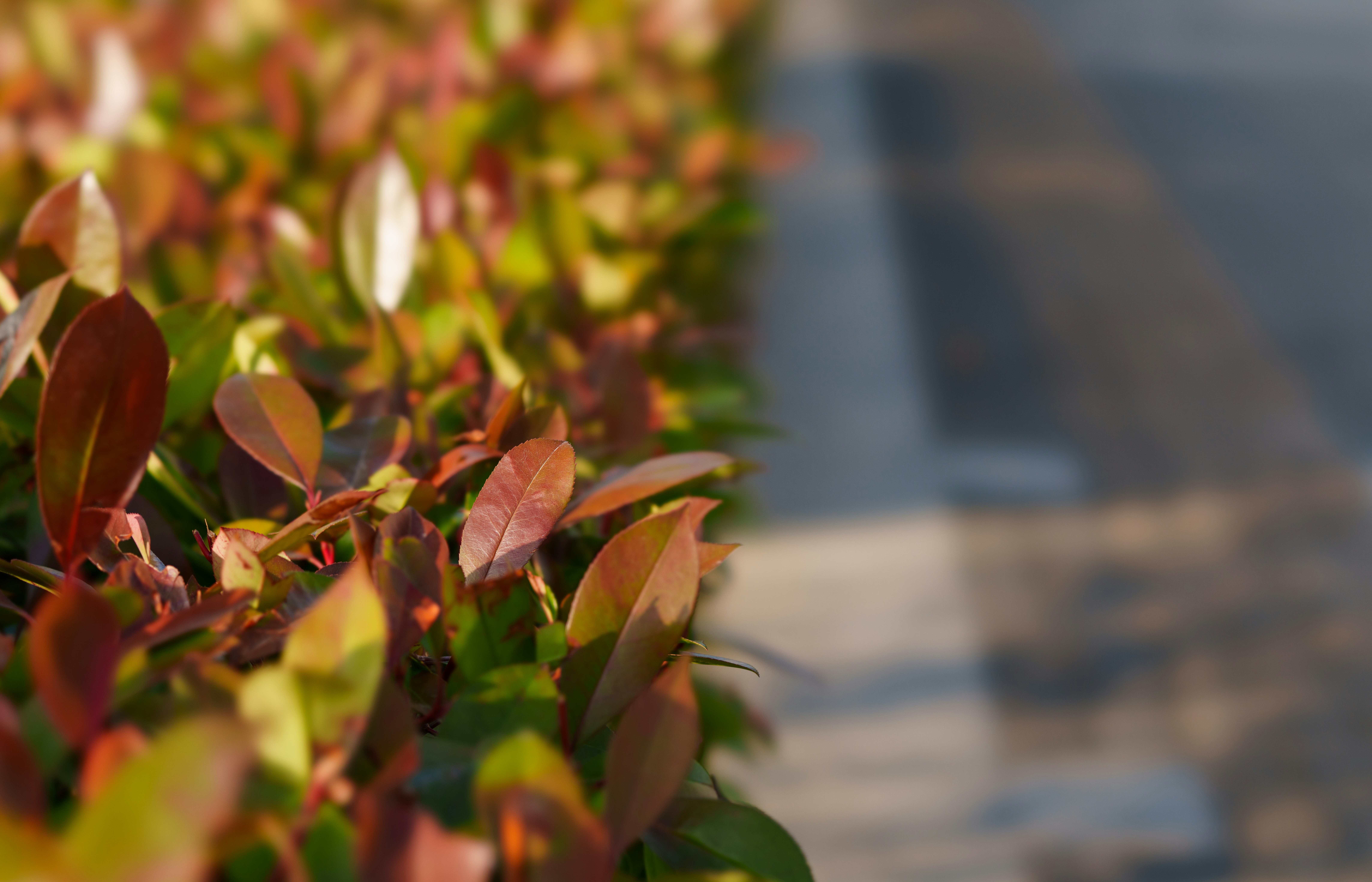Autumn Leaves in Focus: A Close Red-tinged Foliage Border