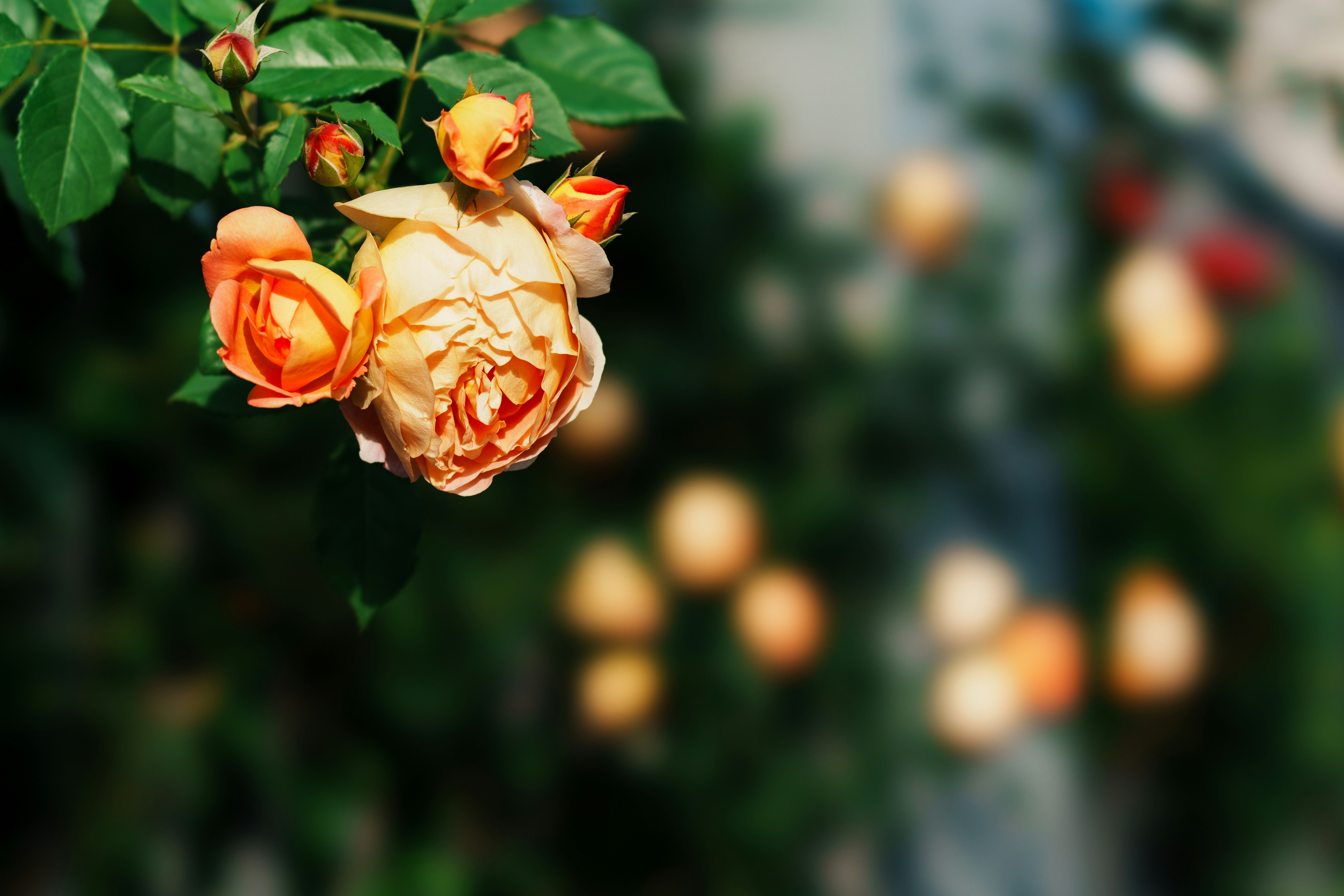 Peach-Orange Rose in Soft Focus Garden