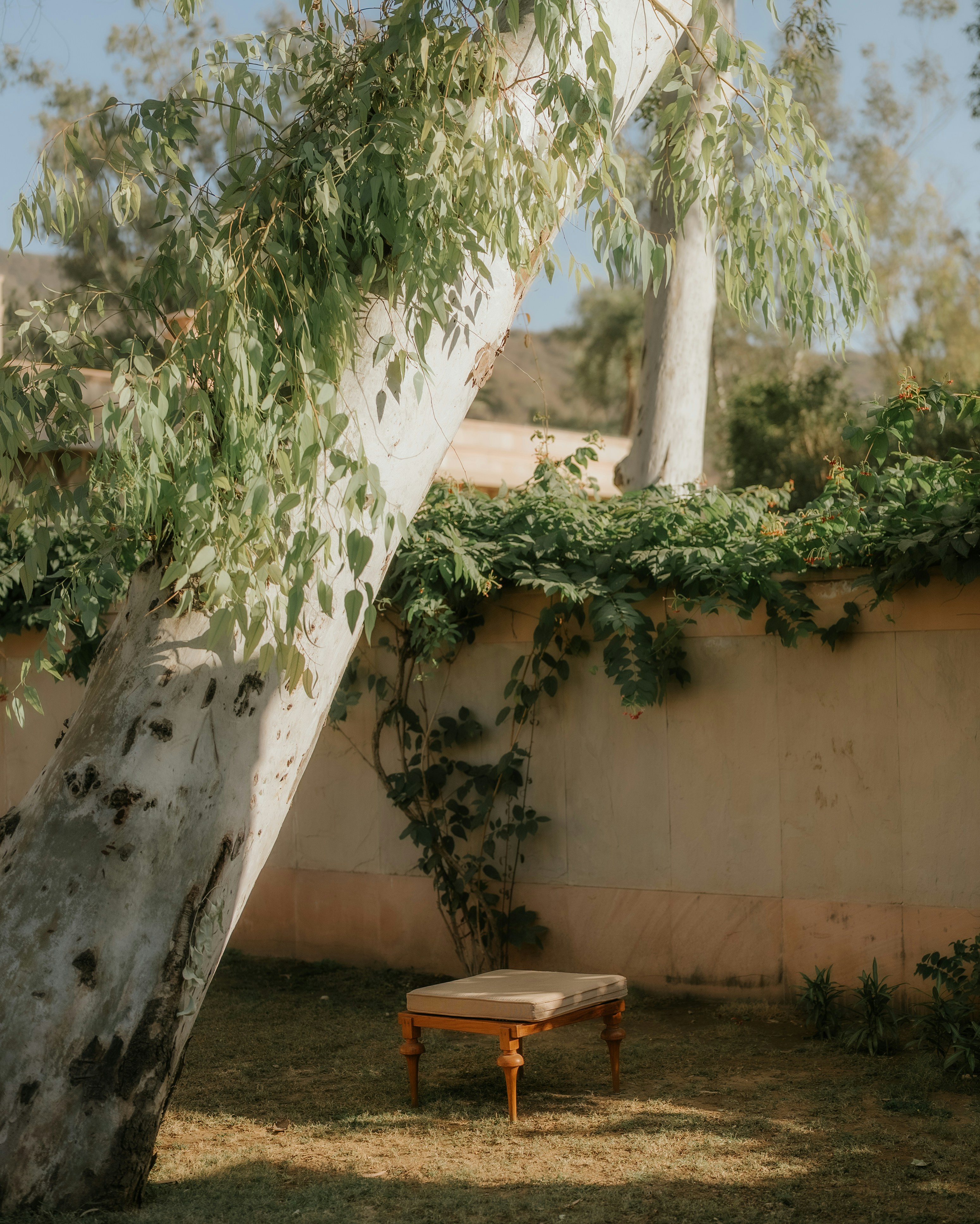Overhanging Ficus and a Quiet Garden Bench
