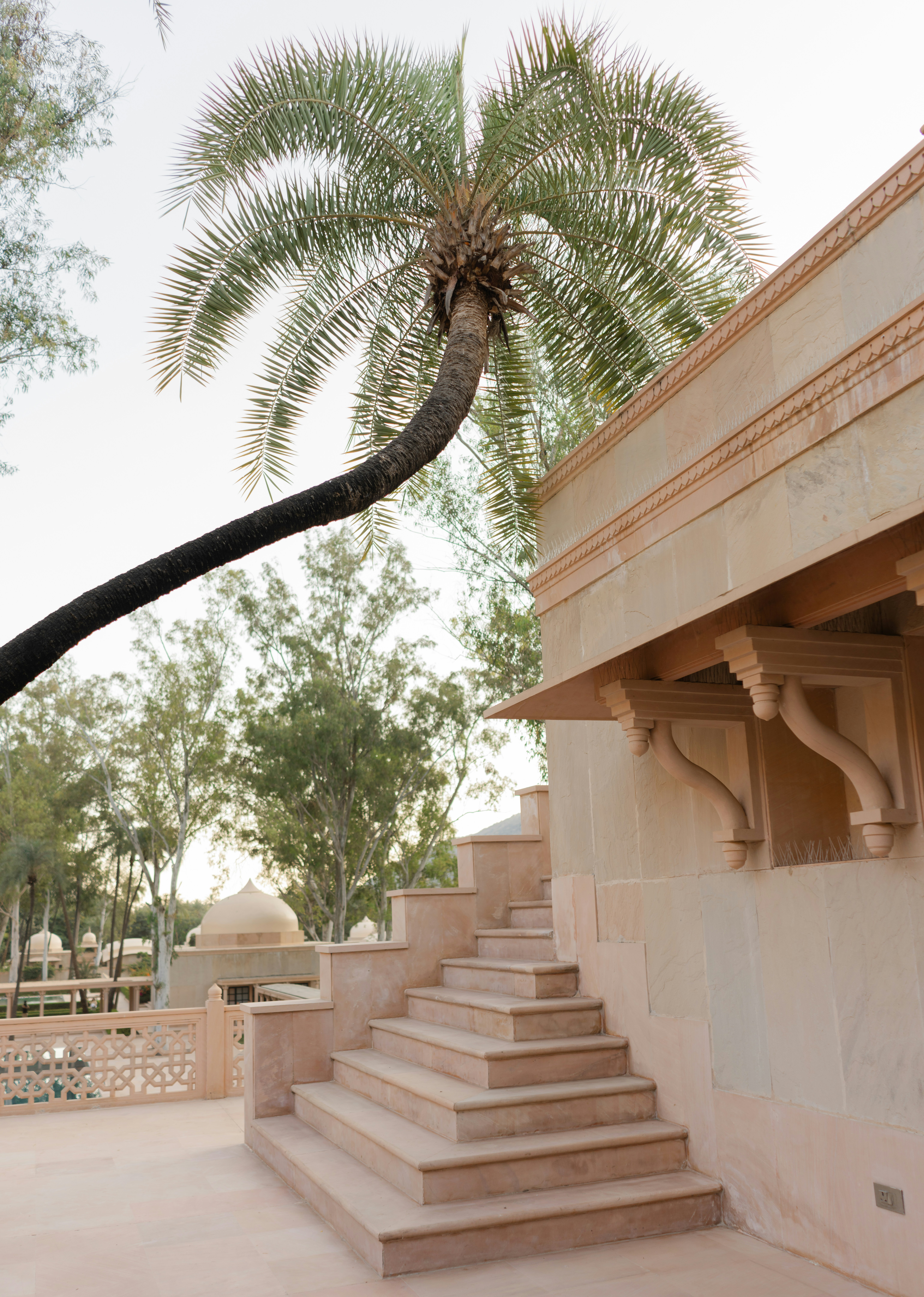 Palm-arched Terrace: Stone Steps and Curved Trunk Framing a Sunlit Courtyard
