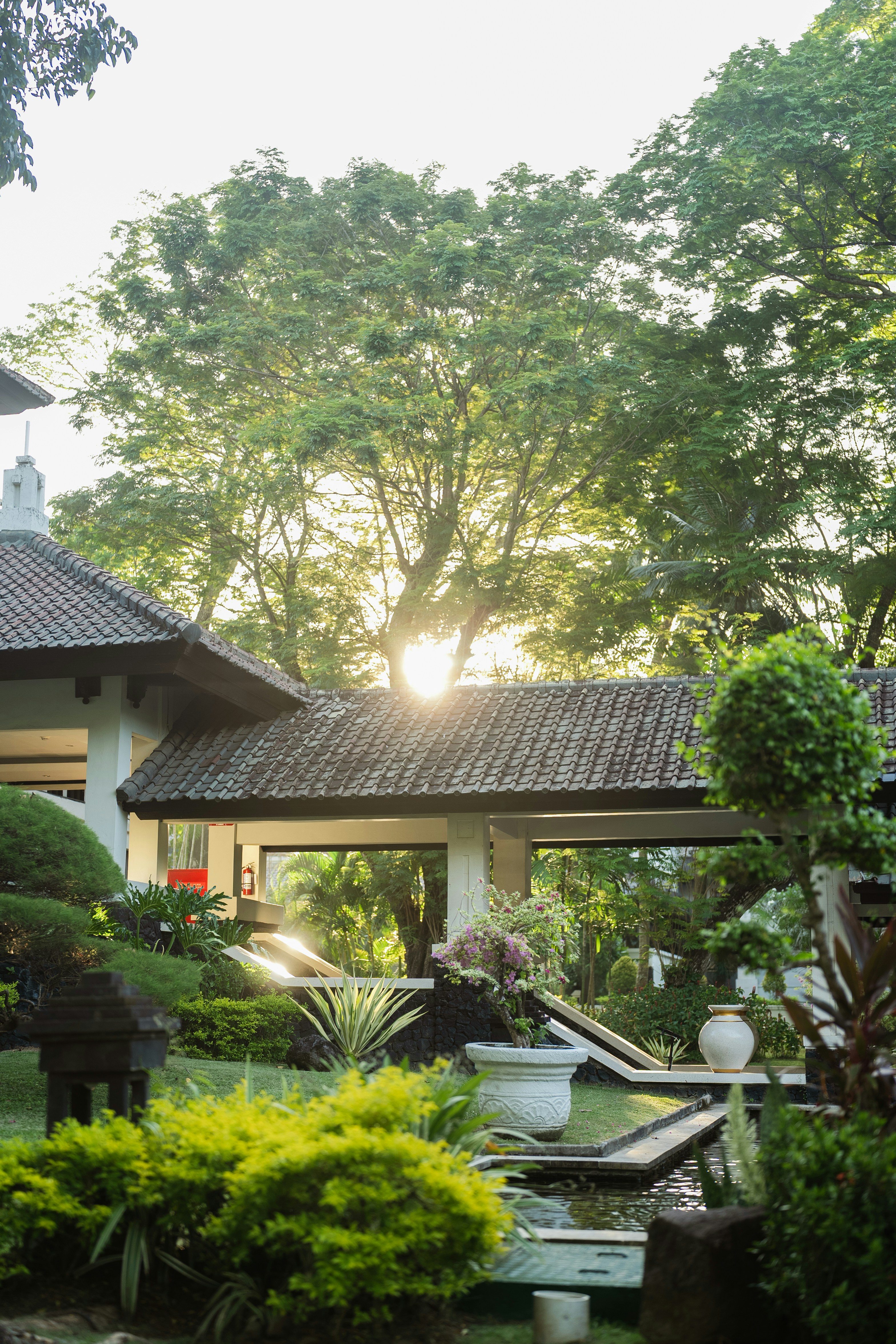 Sunlit Courtyard Oasis Framed by Weeping Trees