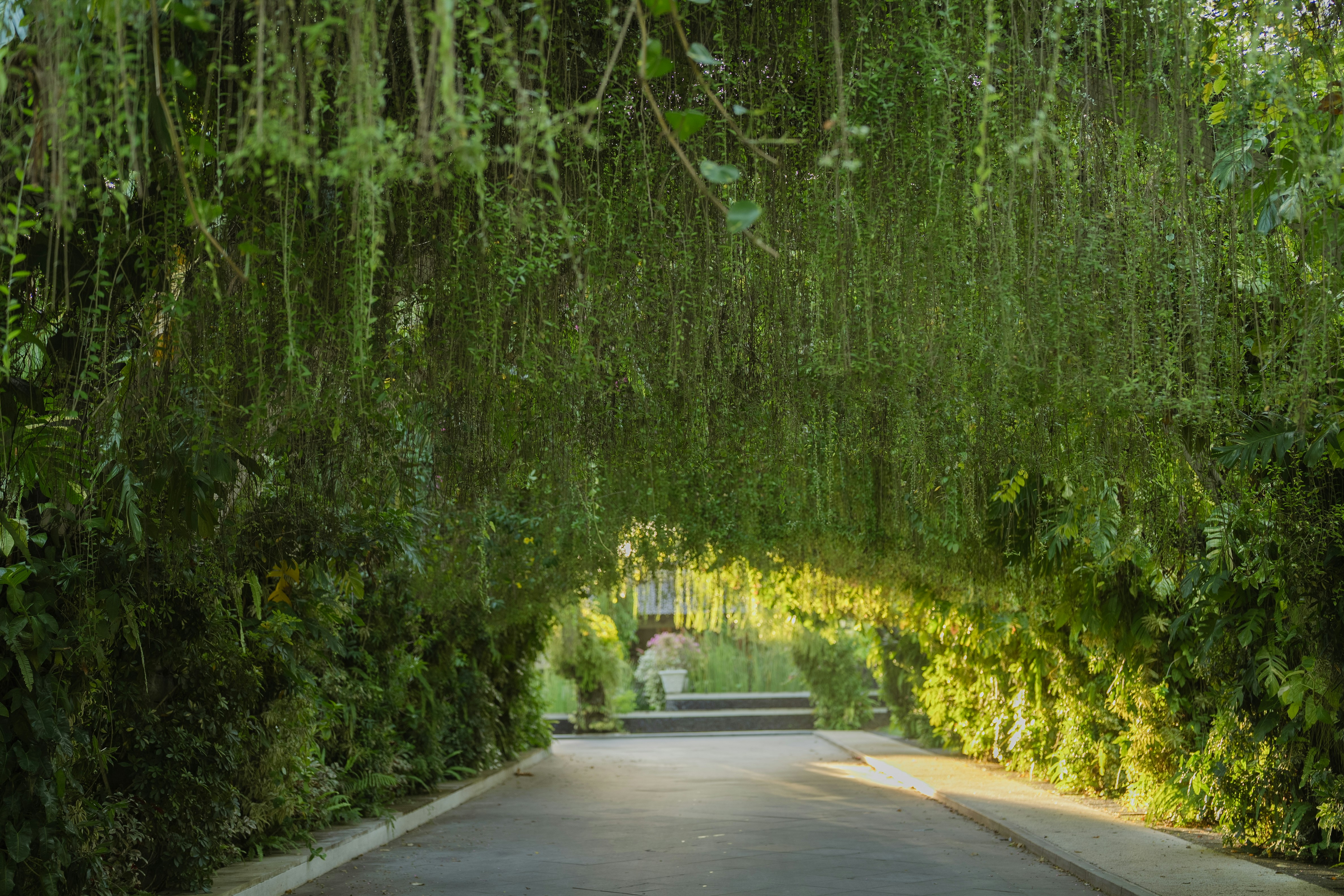 Green Corridor Under Arching Foliage: Pathway to Light