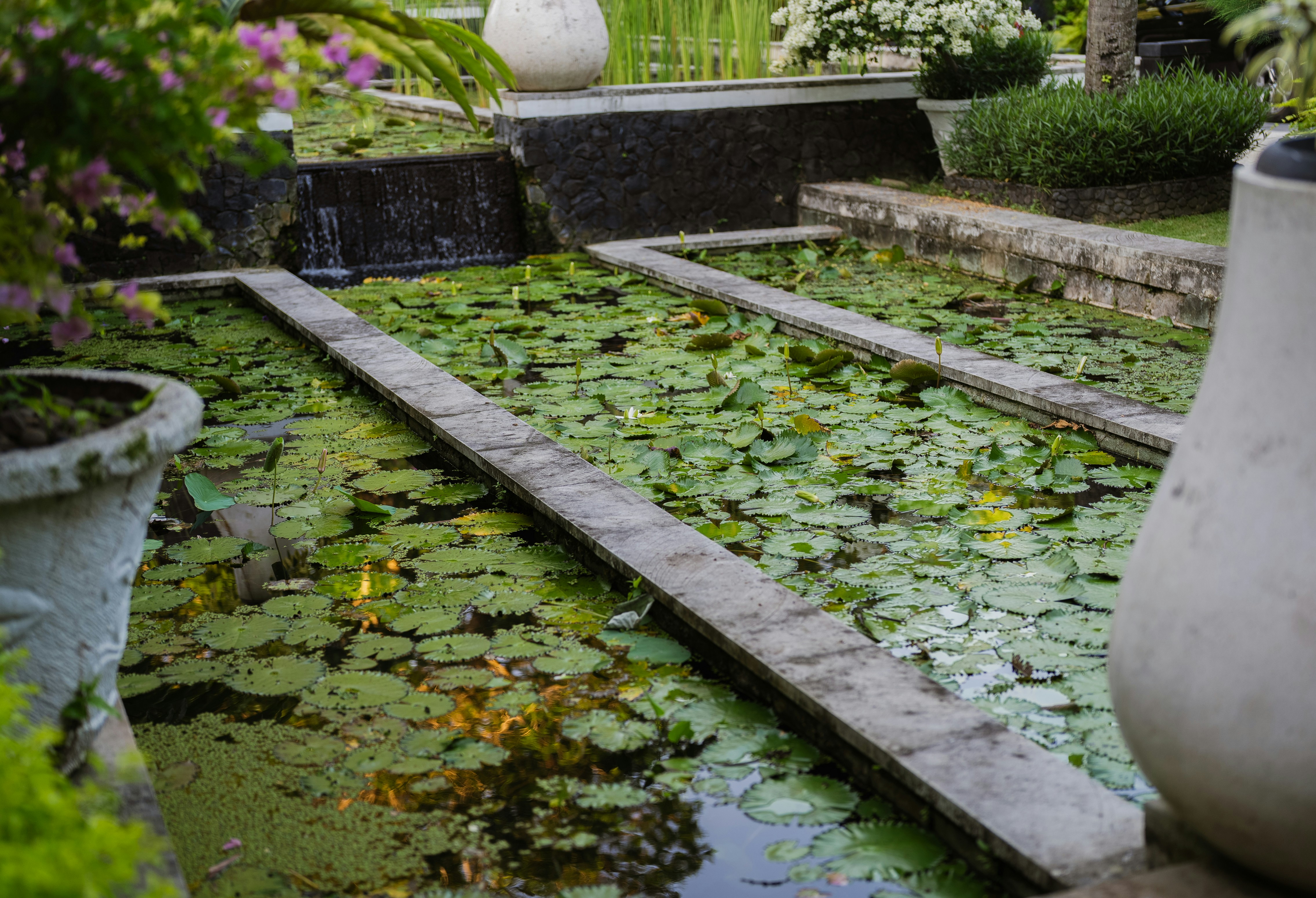 Stoic Lily-Pond Tiers Over Quiet Water