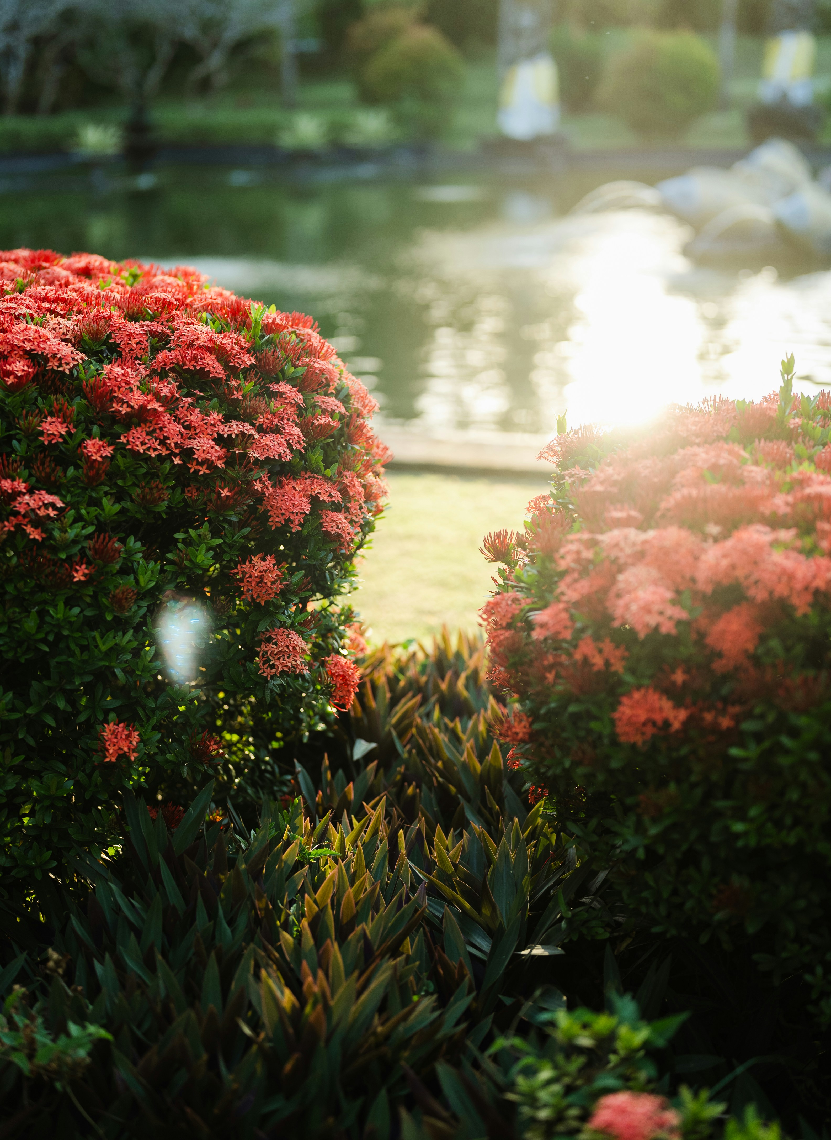 Sunlit Coral: Pink Shrubs Framing a Quiet Pond