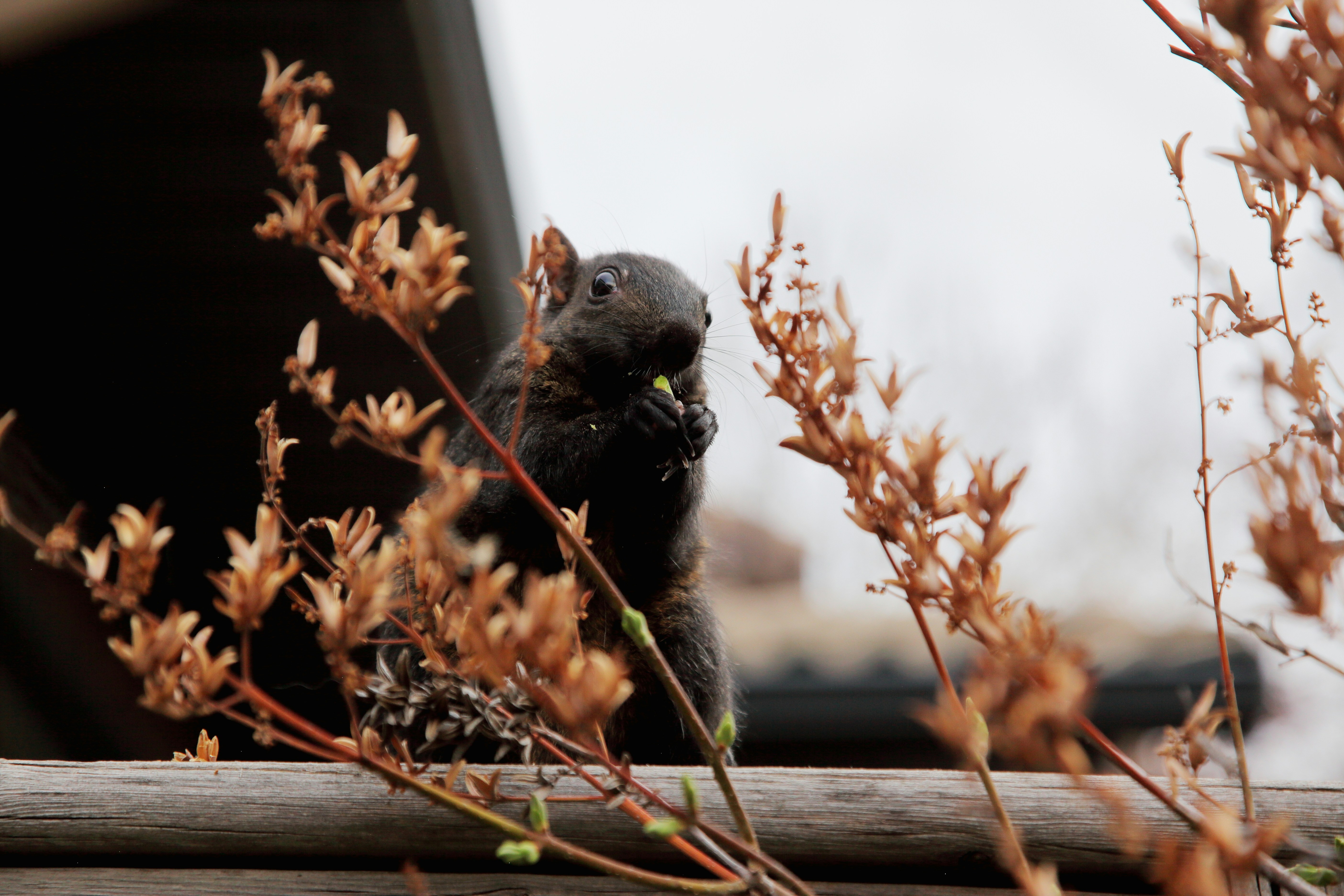 Squirrel on a Weathered Branch: A Quiet Moment at Dusk