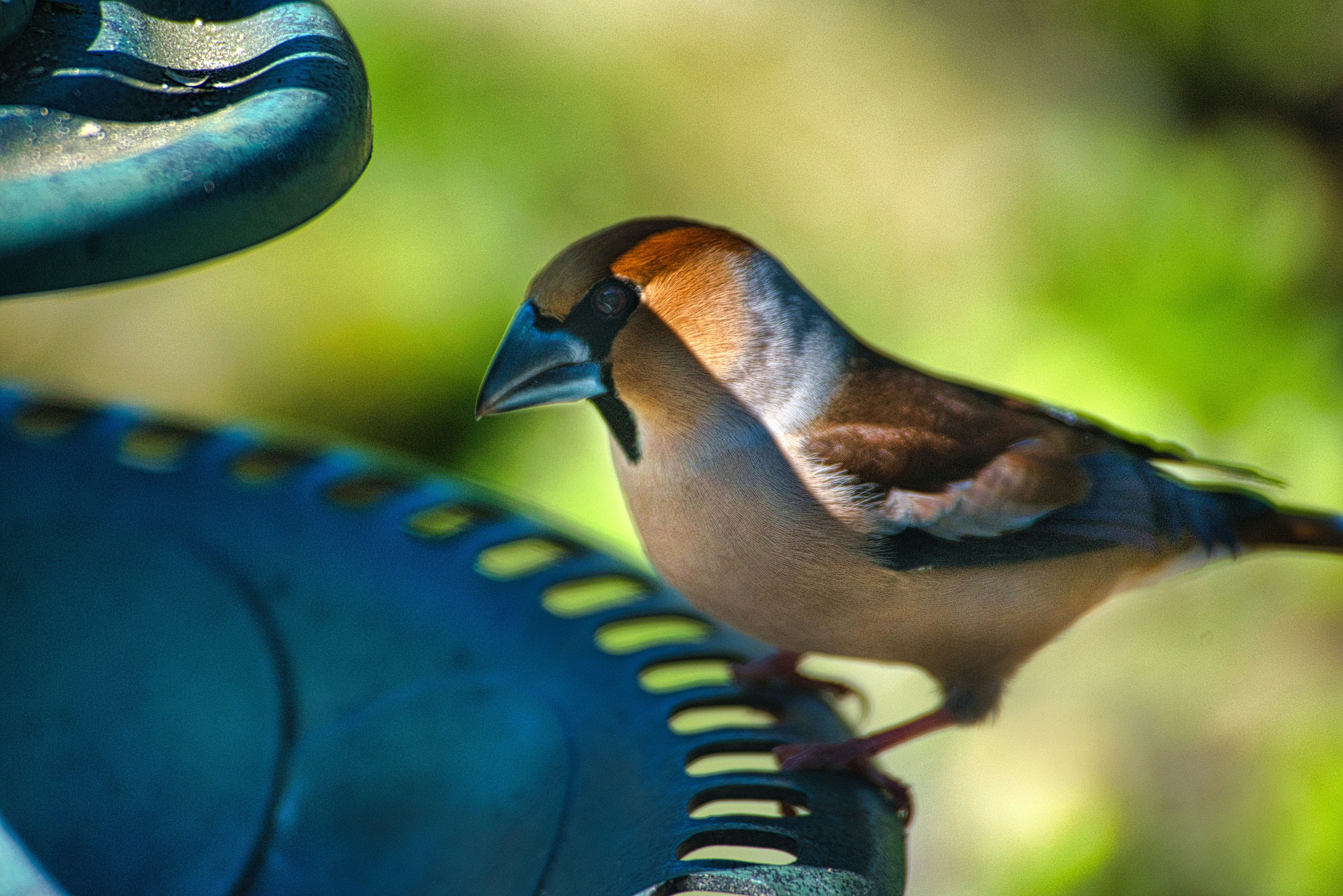 Nibbling on the Garden Spur: A Mandarin-tinged Cardinal by a Blue Inlet