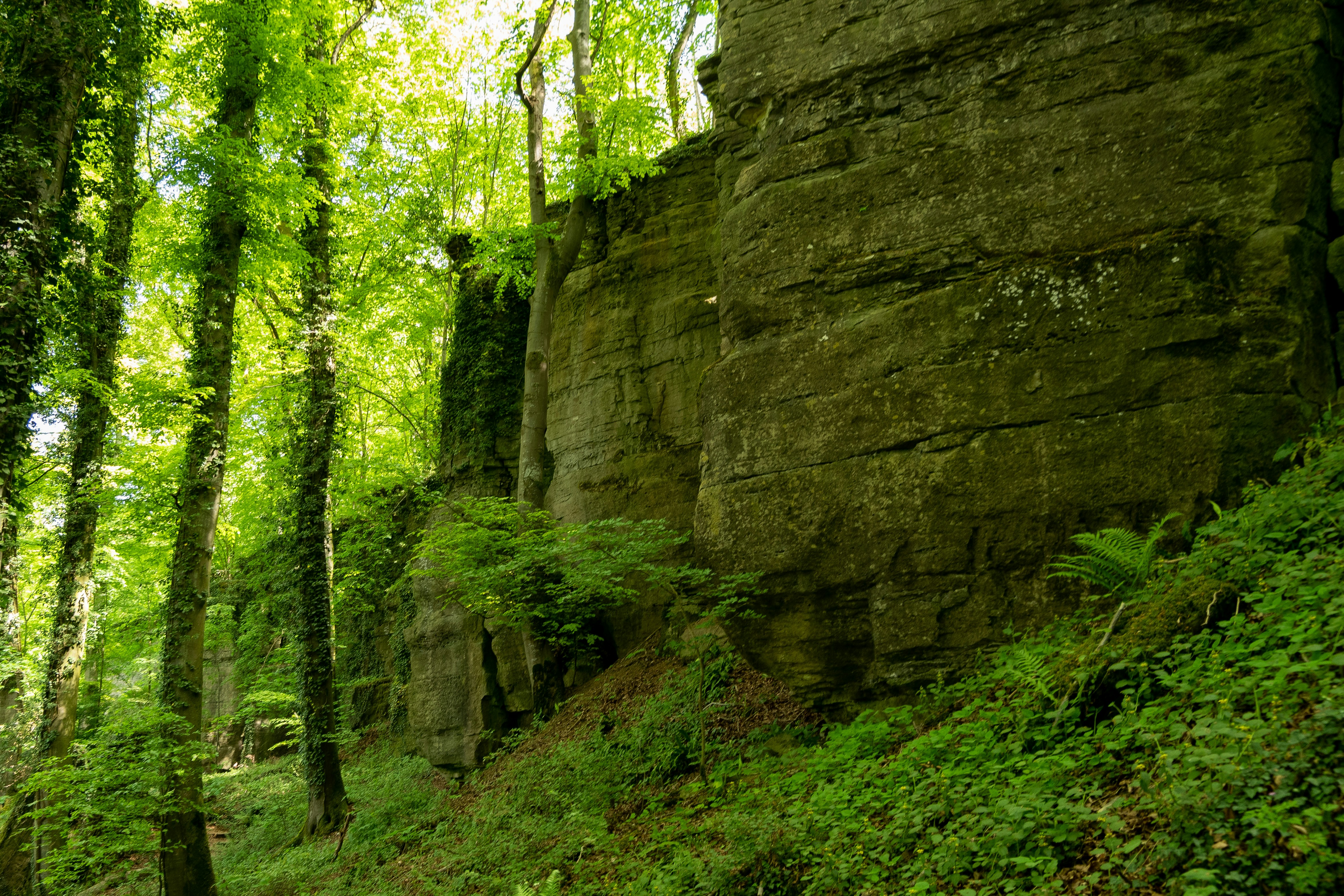 Sunlit cliff face in a verdant forest