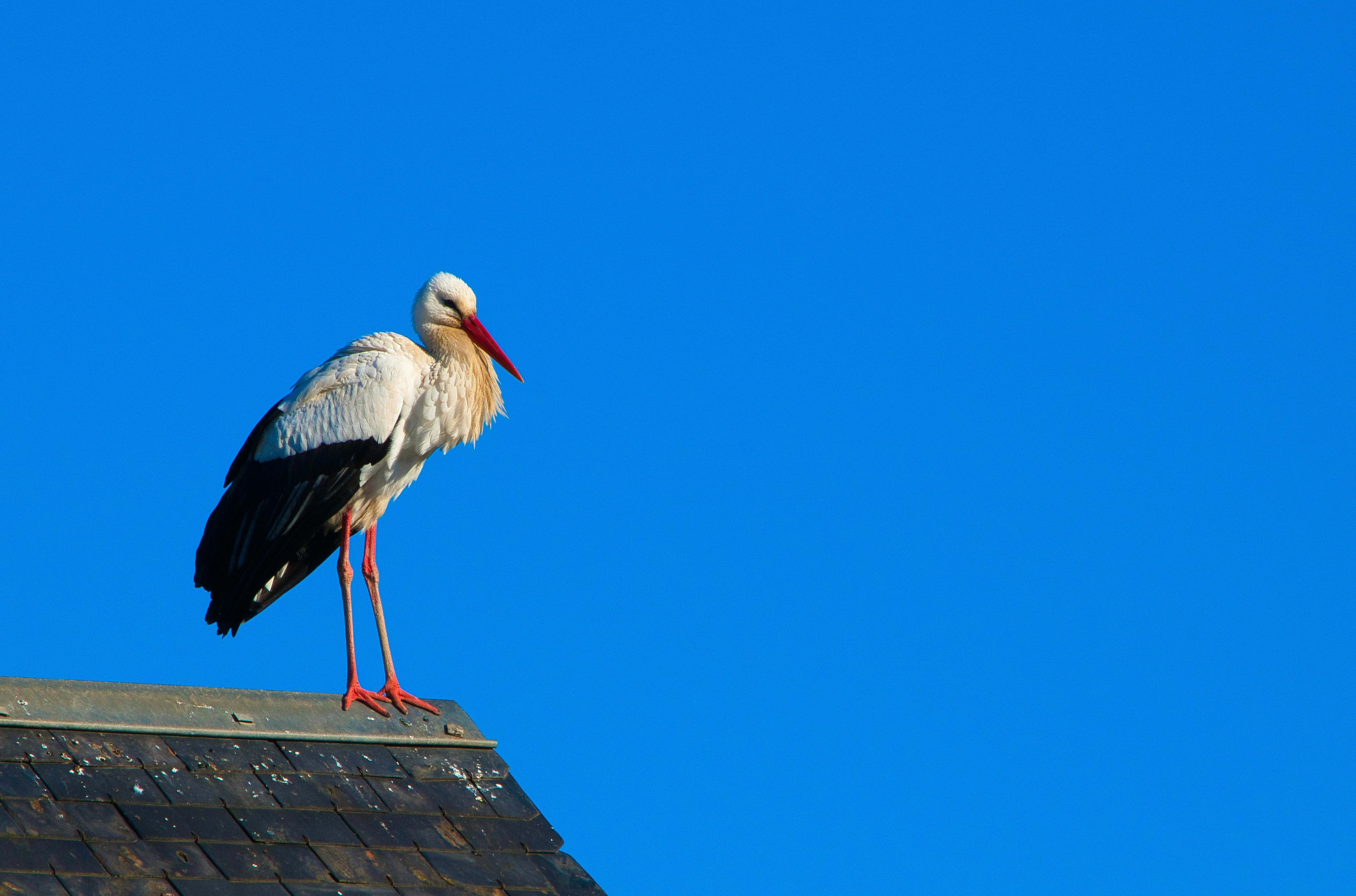 Stork Sentinel on the Rooftop