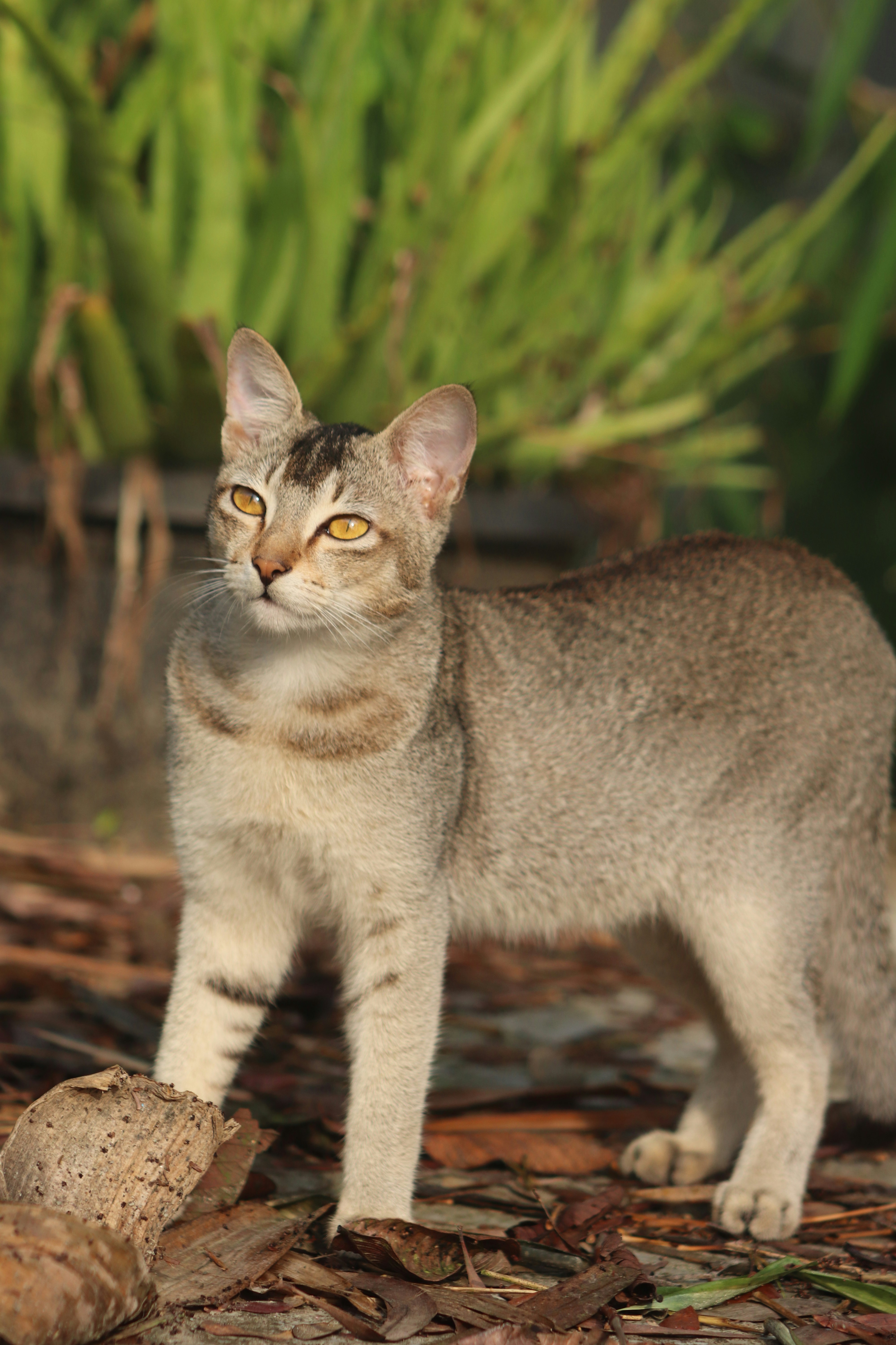 Watcher of the Wetland: A Sunlit Cat Beside Reeds