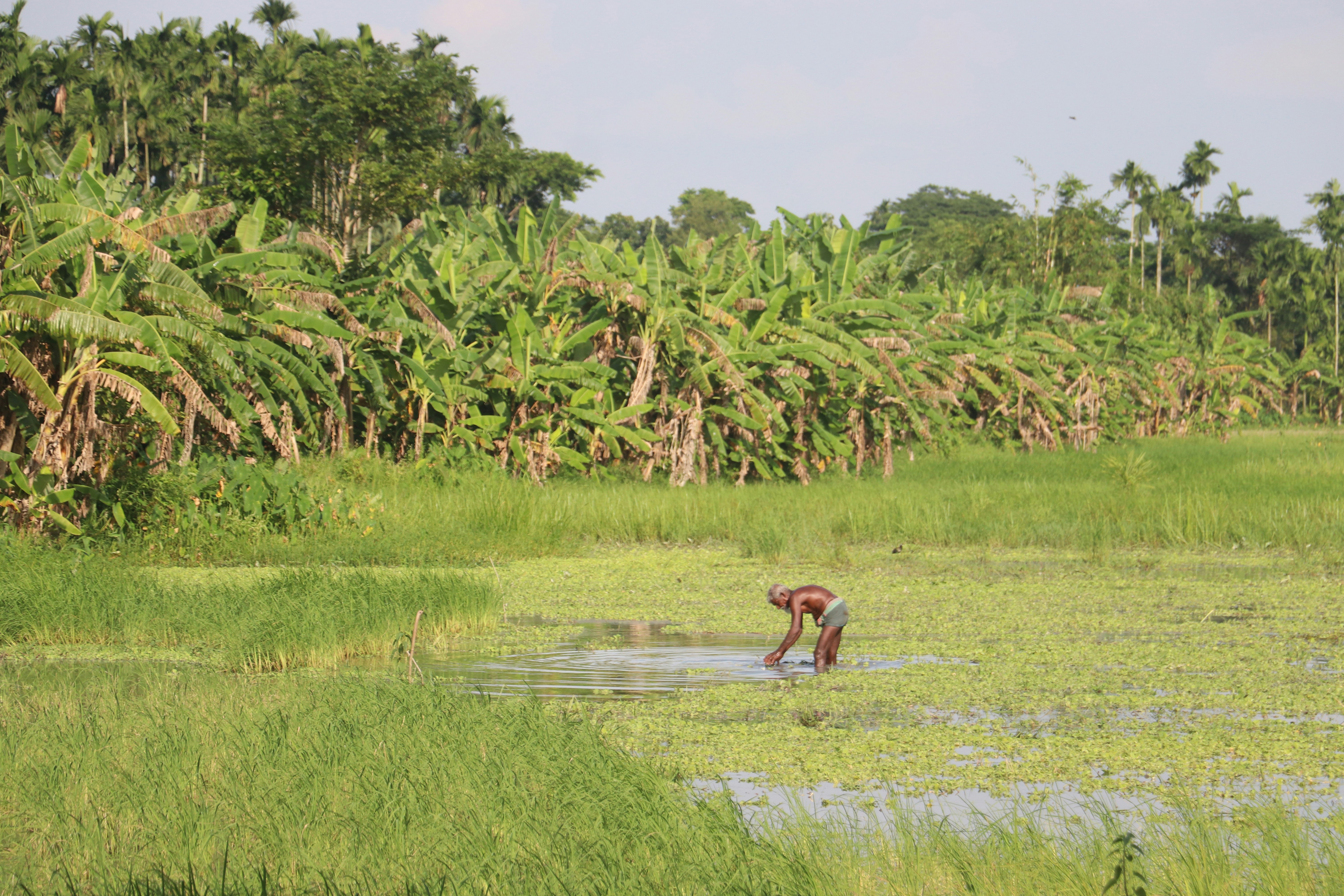 Mudfield Wanderer: A Barefoot Forager in a Banana Pond Edge