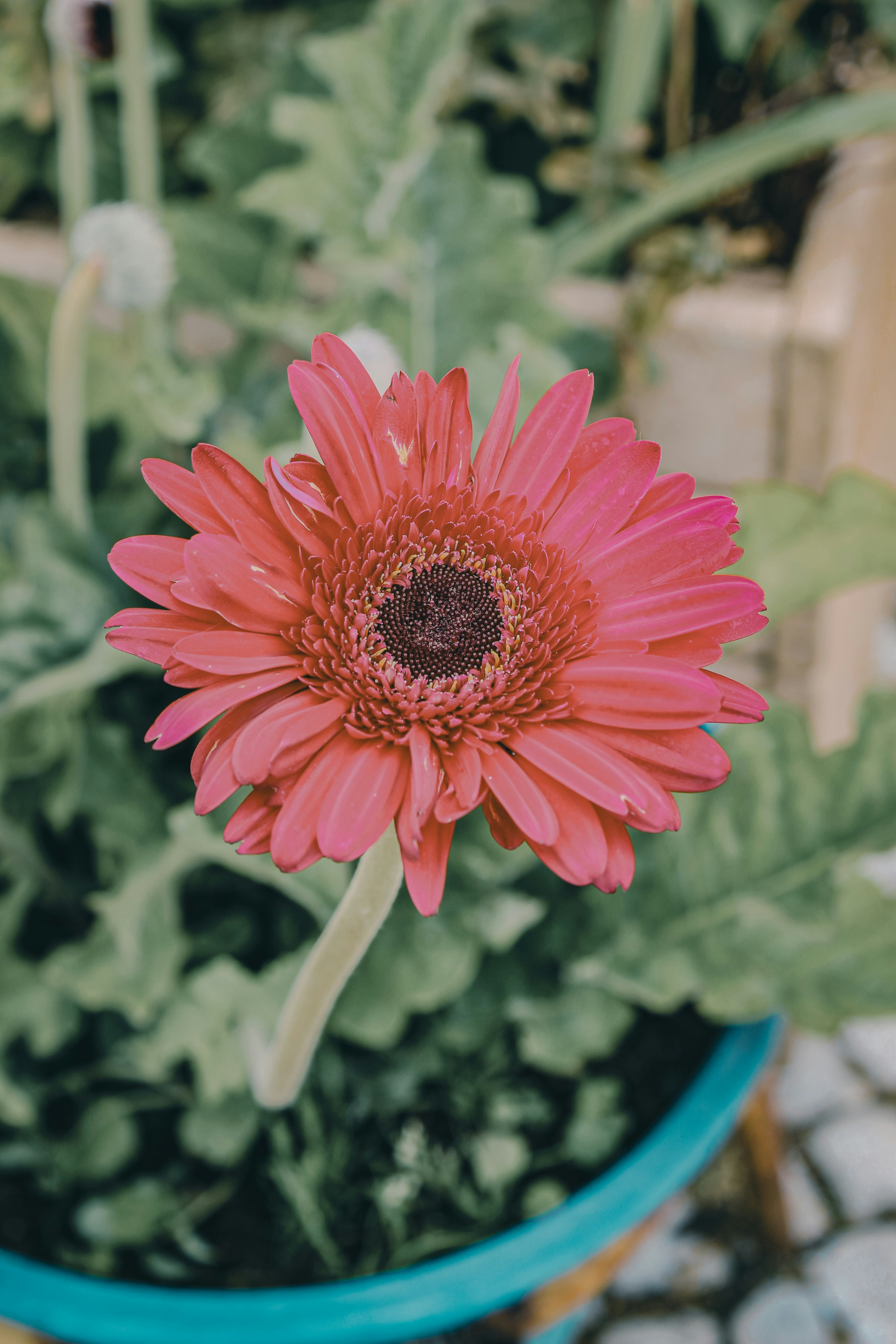 Crimson Gerbera: Center Stage in a Verdant Pot