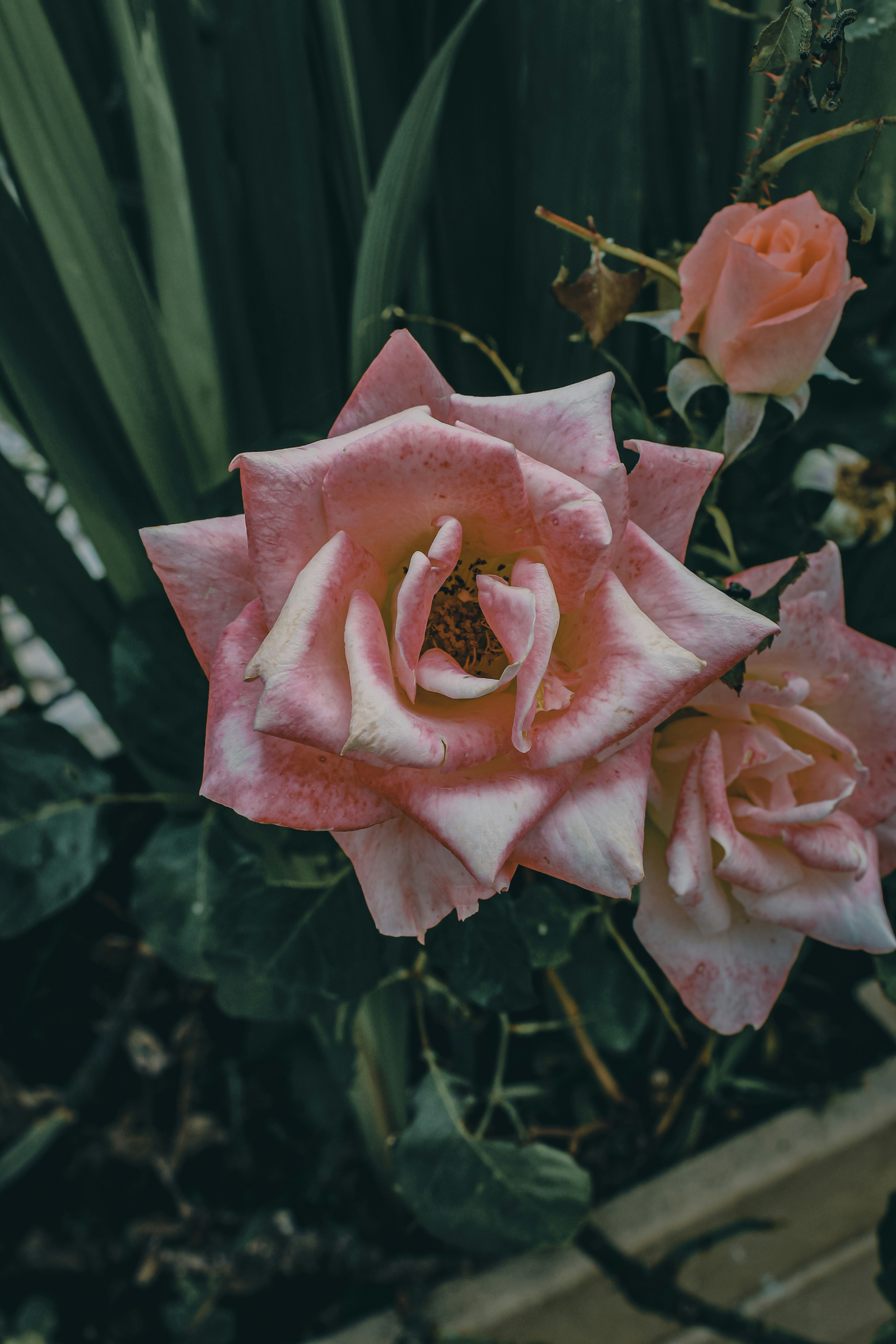 Petal Crown: A Pink Rose in Soft Focus Amid Dark Foliage