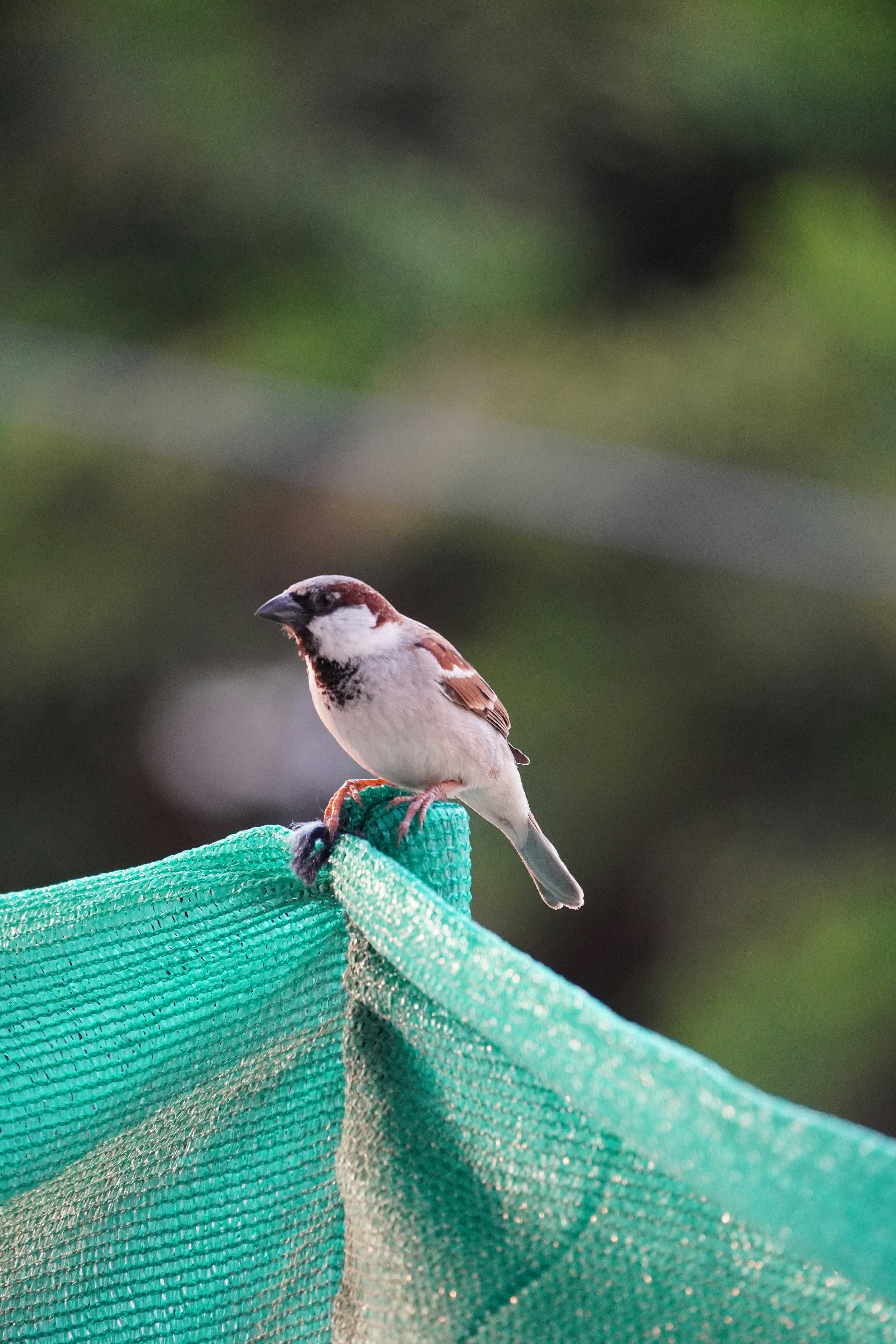 Perched on the Green Veil: A Sparrow Guards the Edge