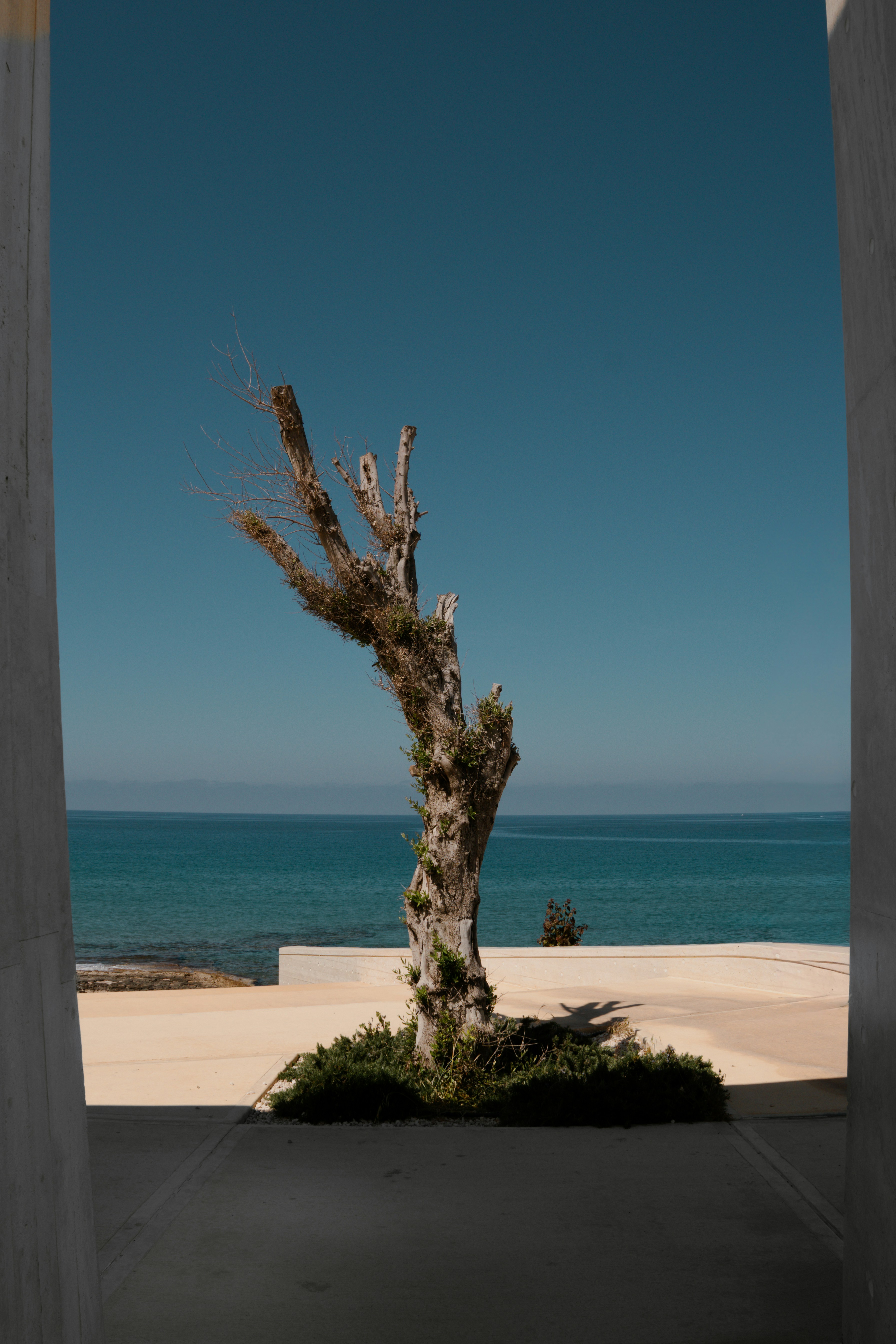 Resilient Tree Framed by Oceanic Corridor