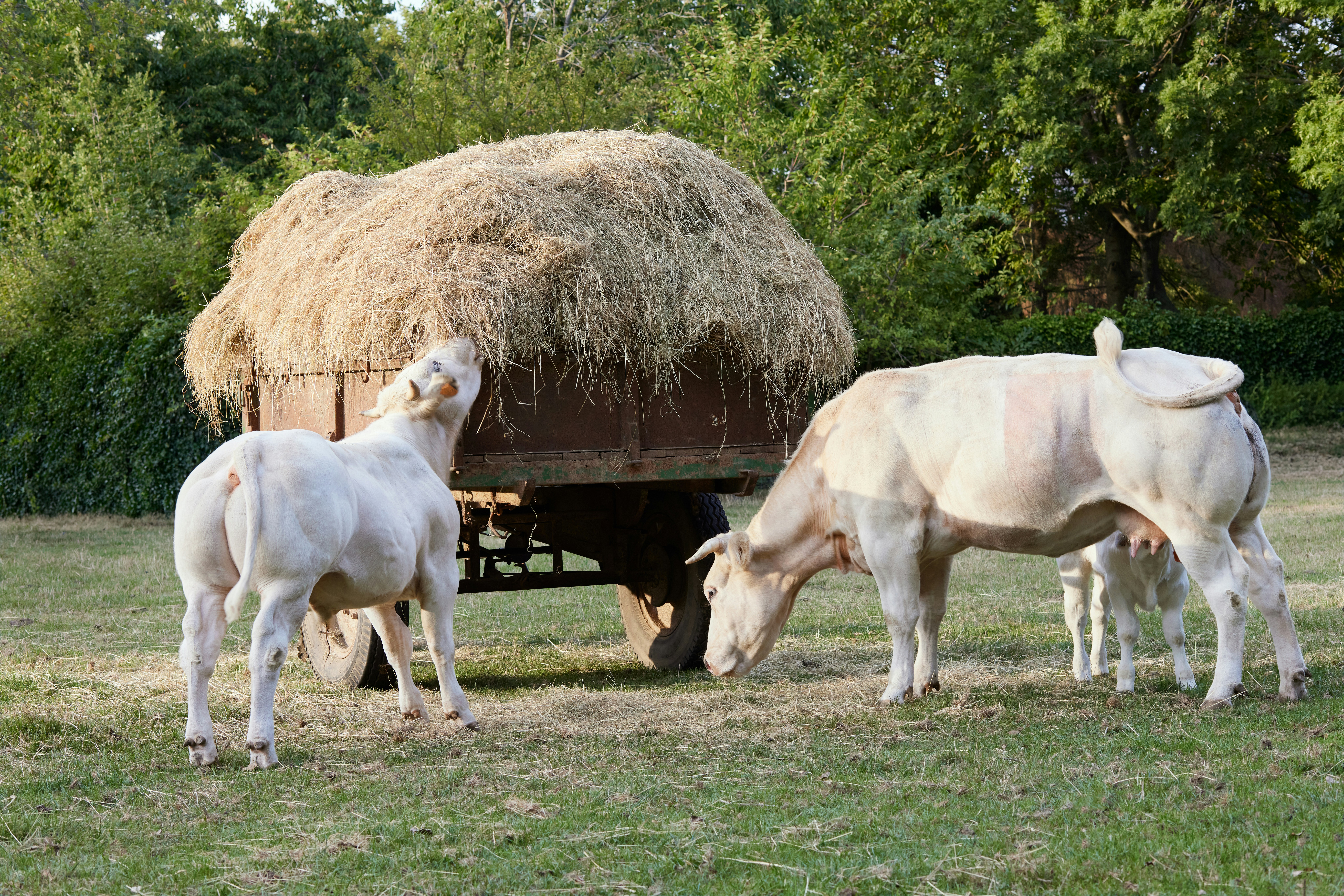 Horses at Dappled Haystack