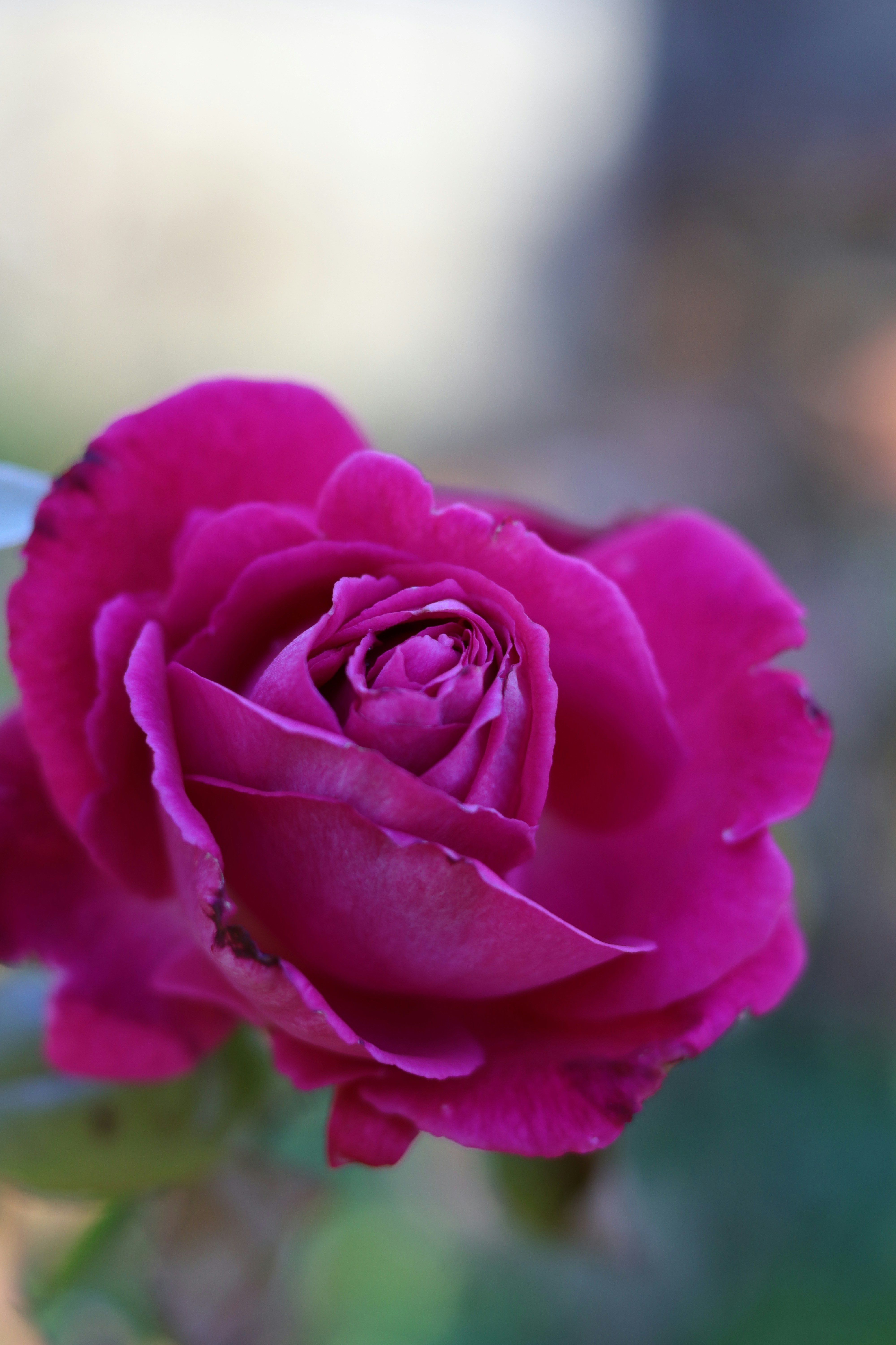 Magenta Rose in Sharp Focus, Soft Backdrop