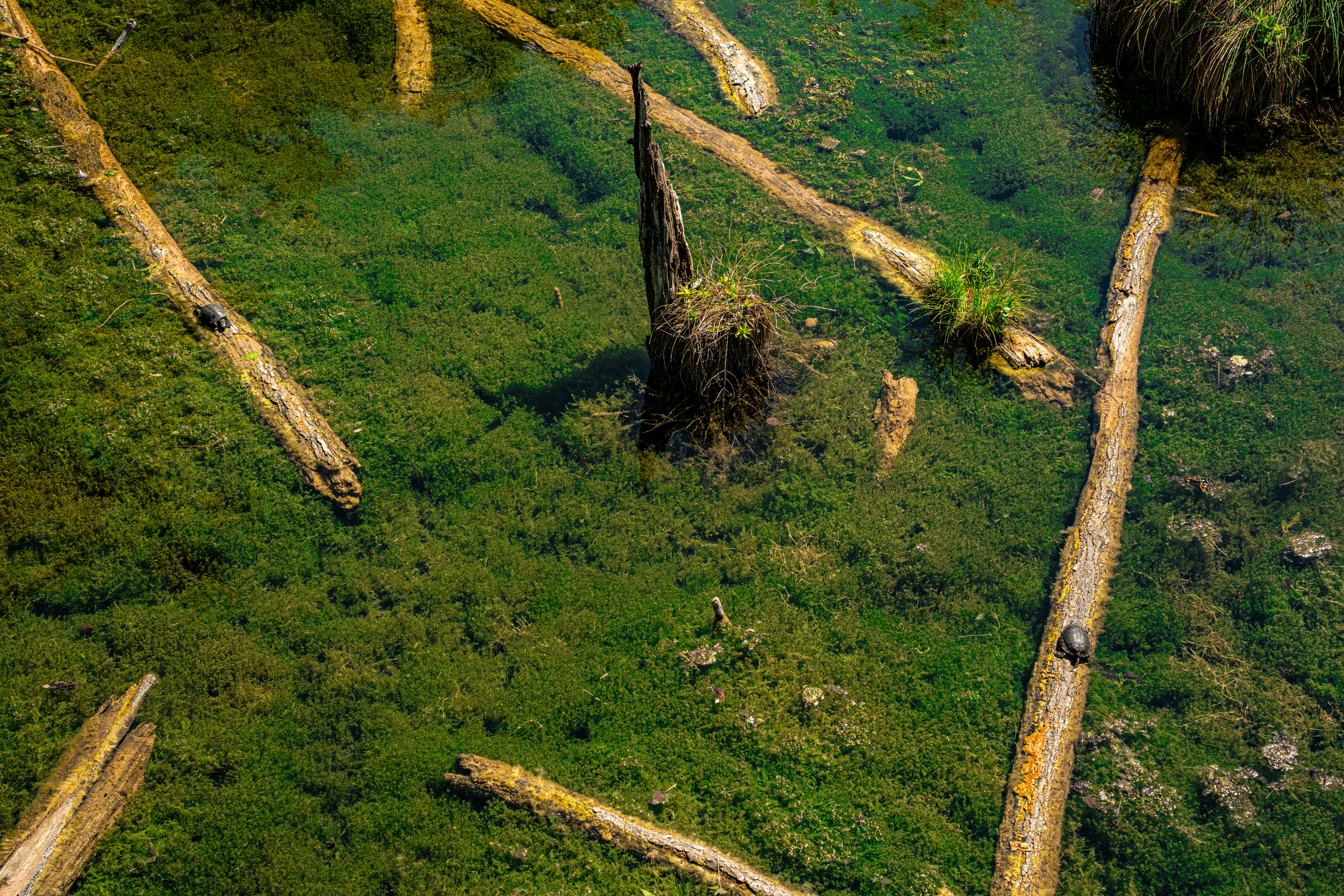 Driftwood Crossings: Mossy Pools Adrift in a Wetland Bed