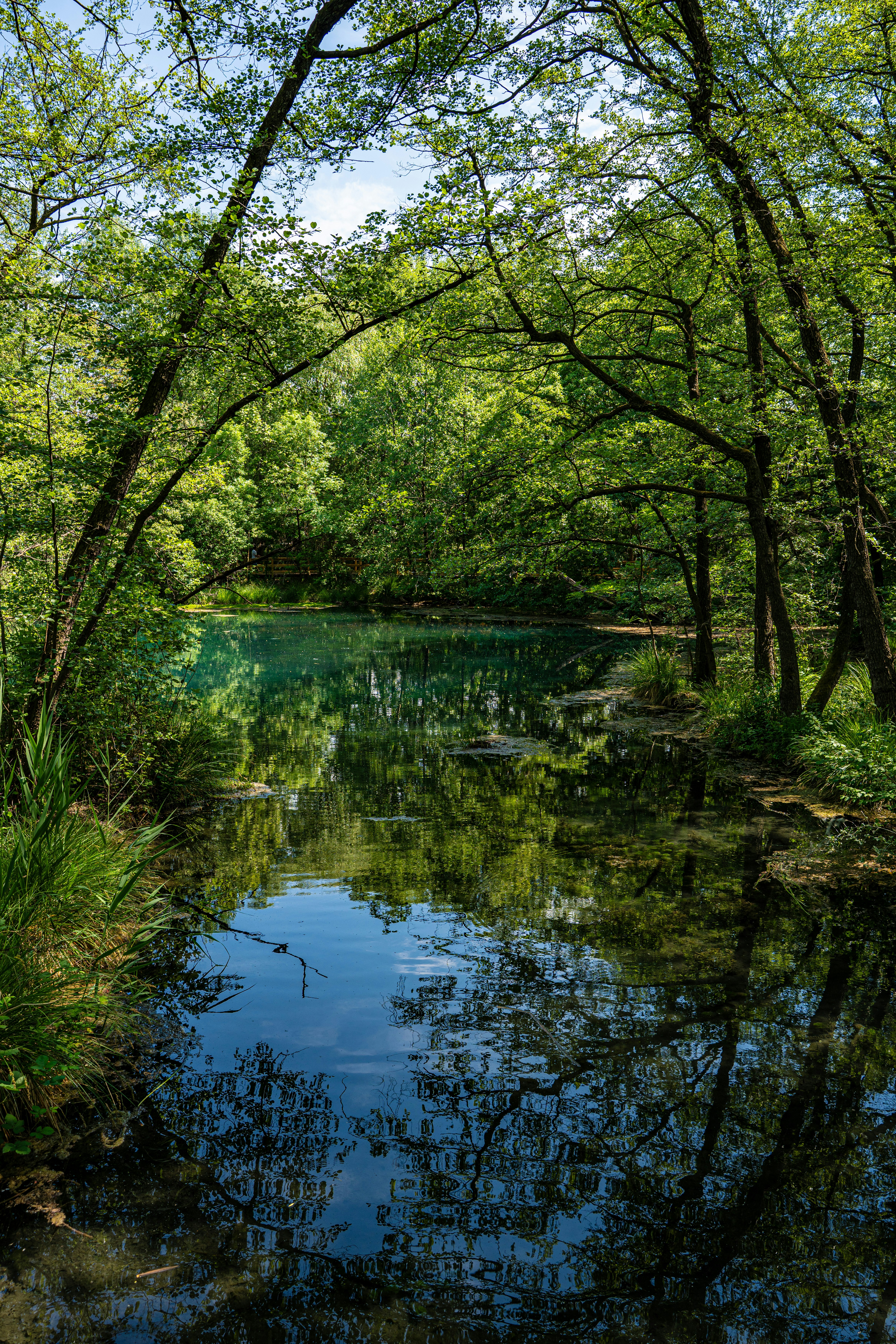 Whispering Greens by a Glassy Brook