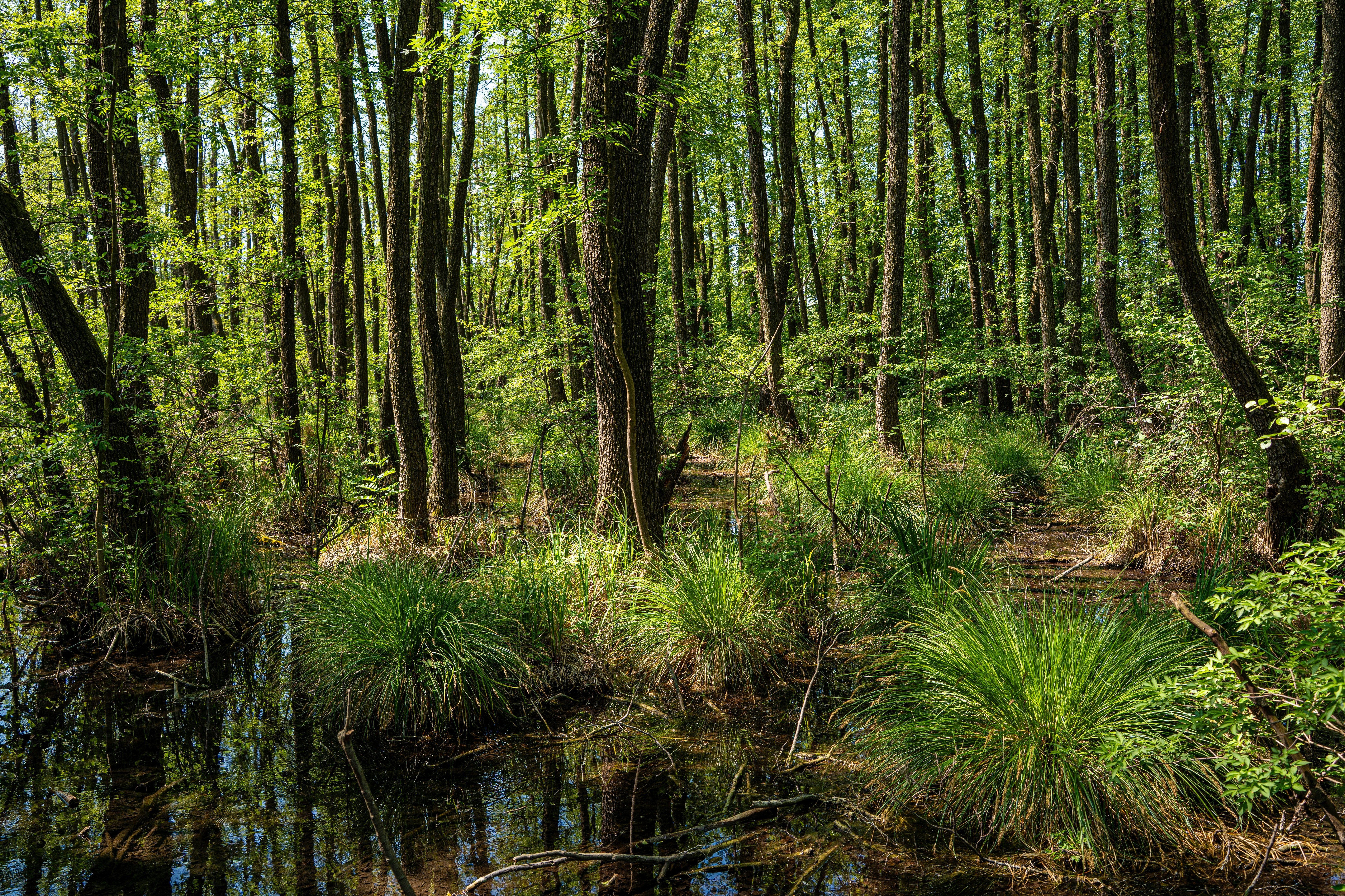 Emerald Quiet: Fern Islands in a Spring Swamp