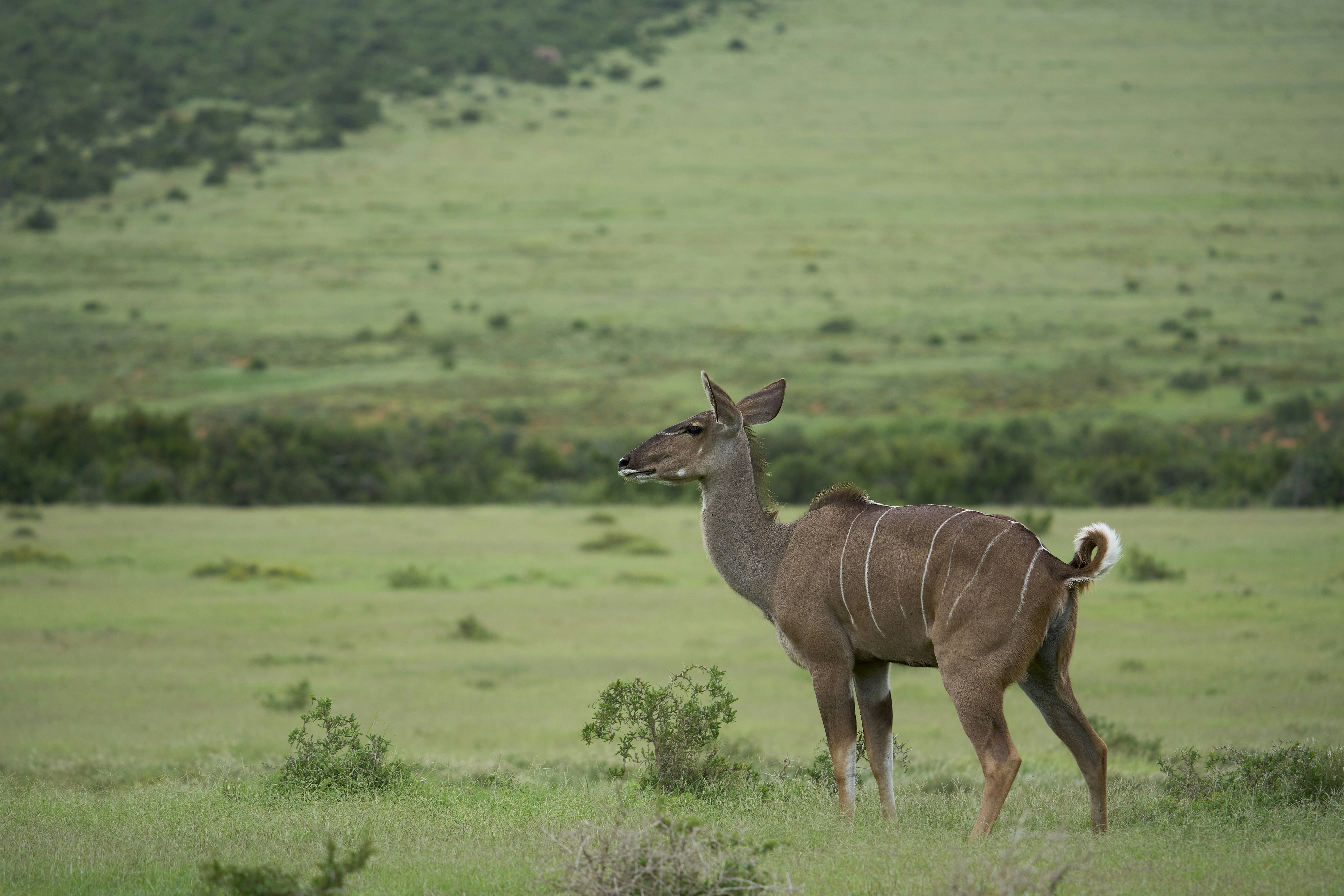 A lone gazelle stands in a grassy savanna with a distant green hillside, captured in a natural-light landscape.
