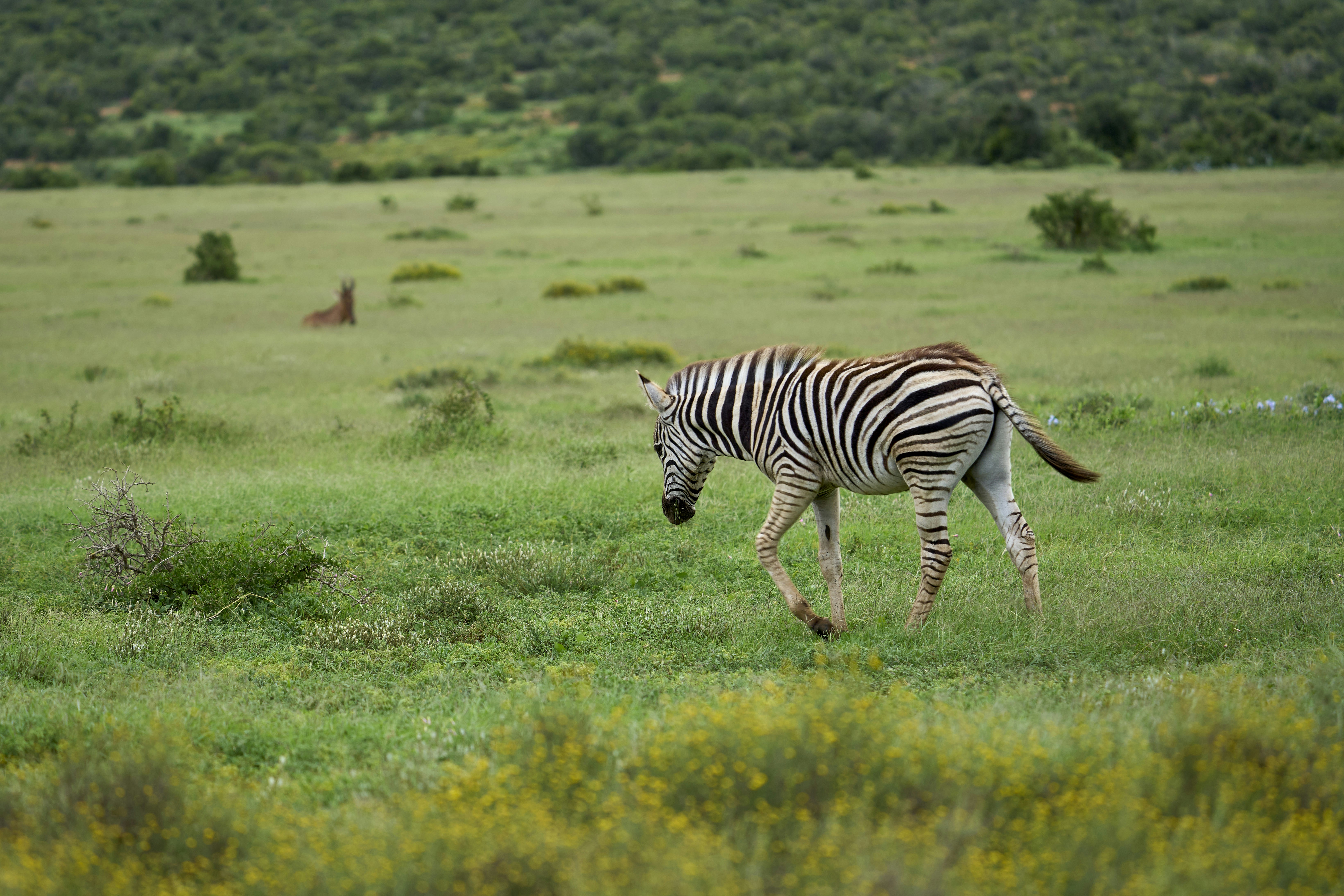 Stripe-and-Grass: A lone zebra drifting through a sunlit savanna