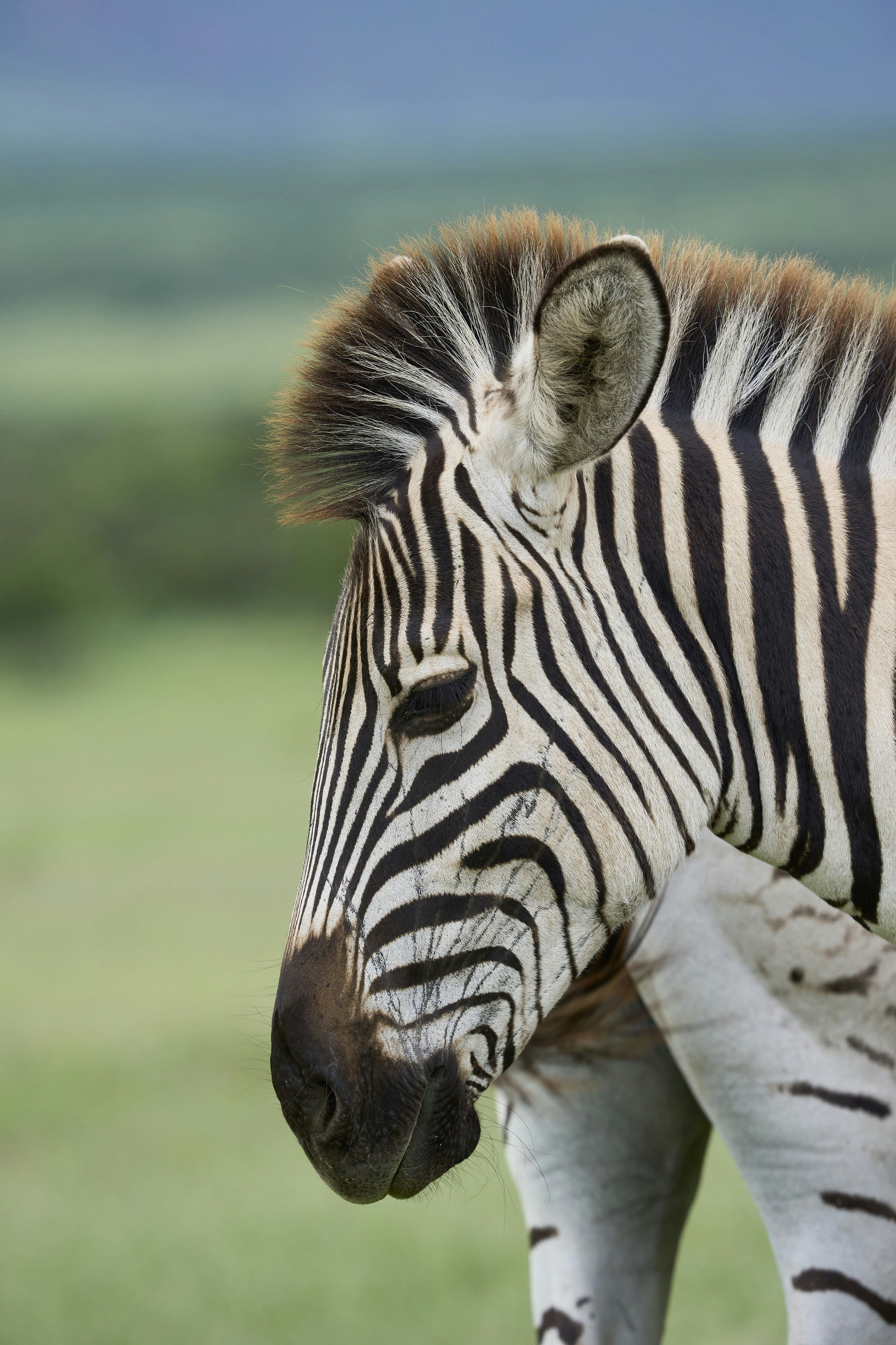 Zebra’s Quiet Gaze: Stripes in the Serengeti Light