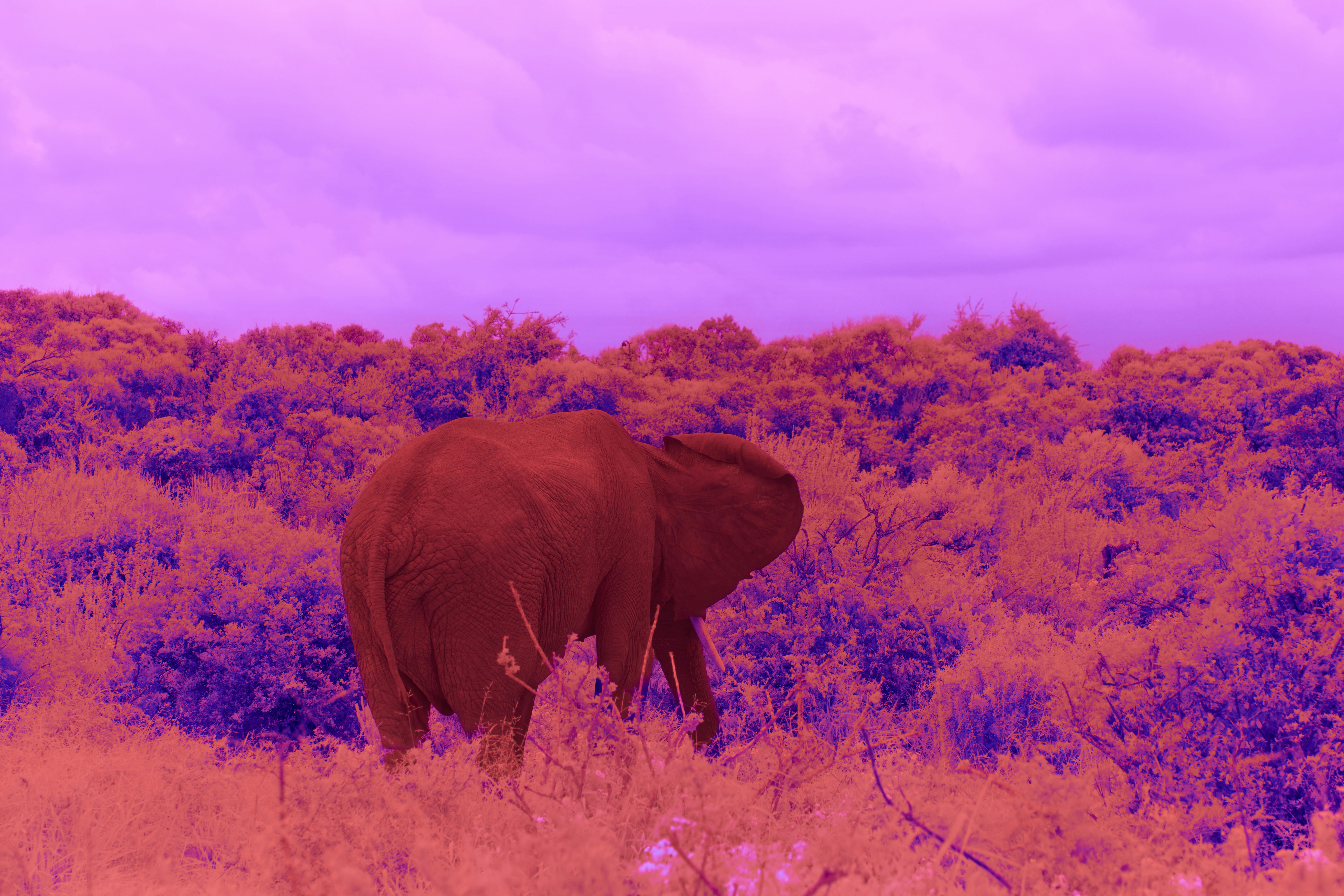 Elephant in a Neon Valley