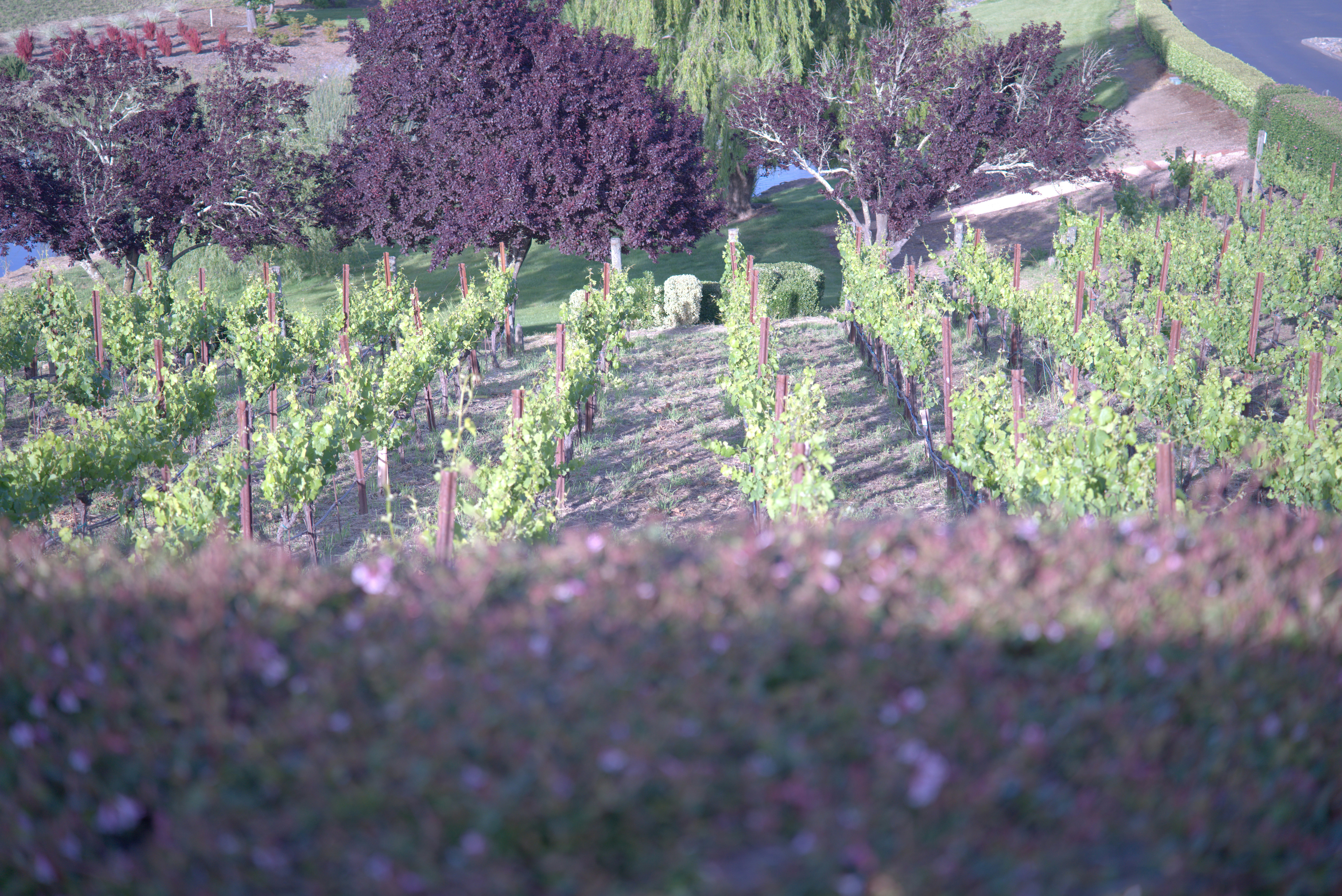 Vineyard Terrace Under a Lavender Canopy