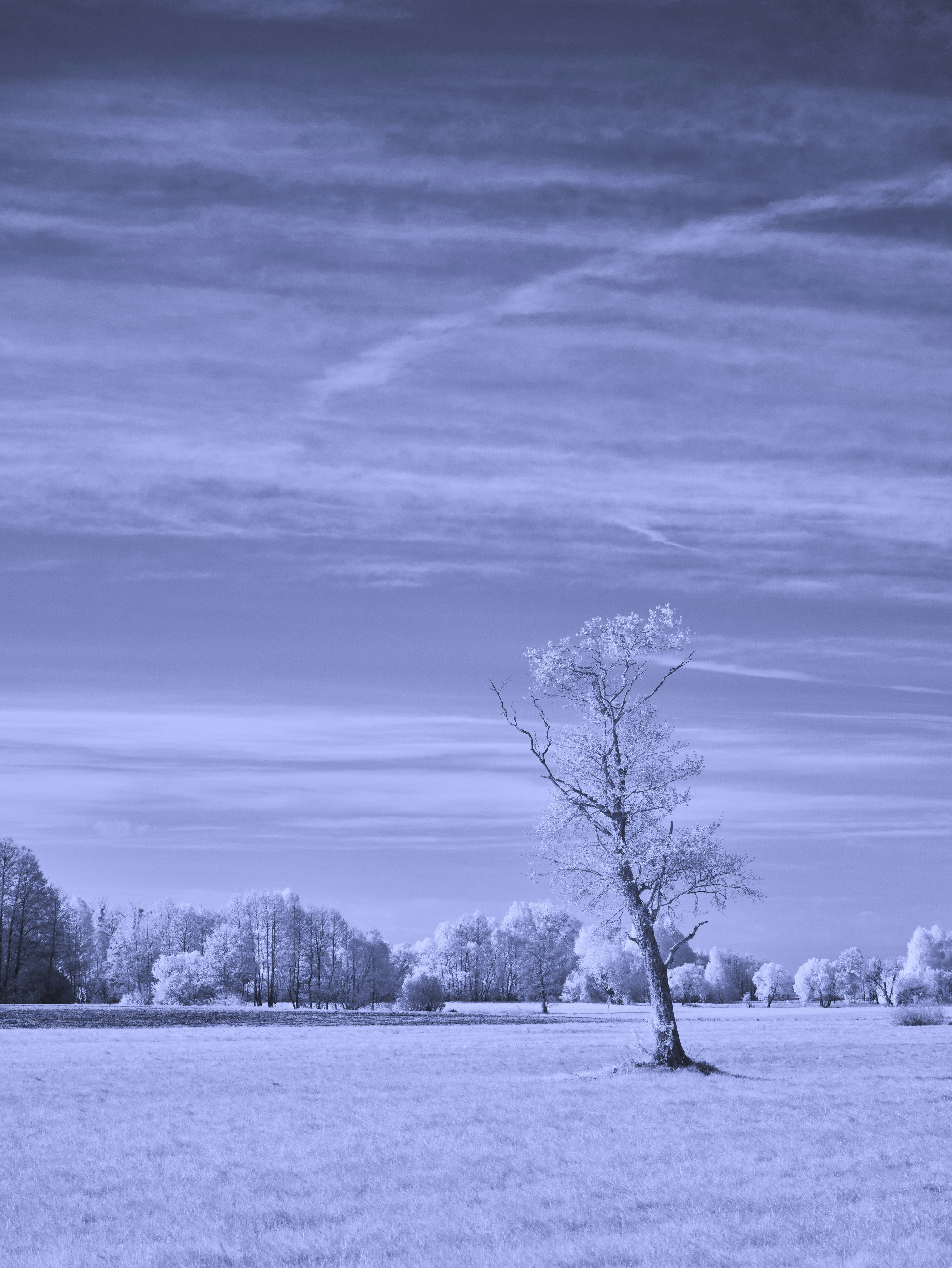 Solitary Tree in a Frosted Field Under Broad Skies