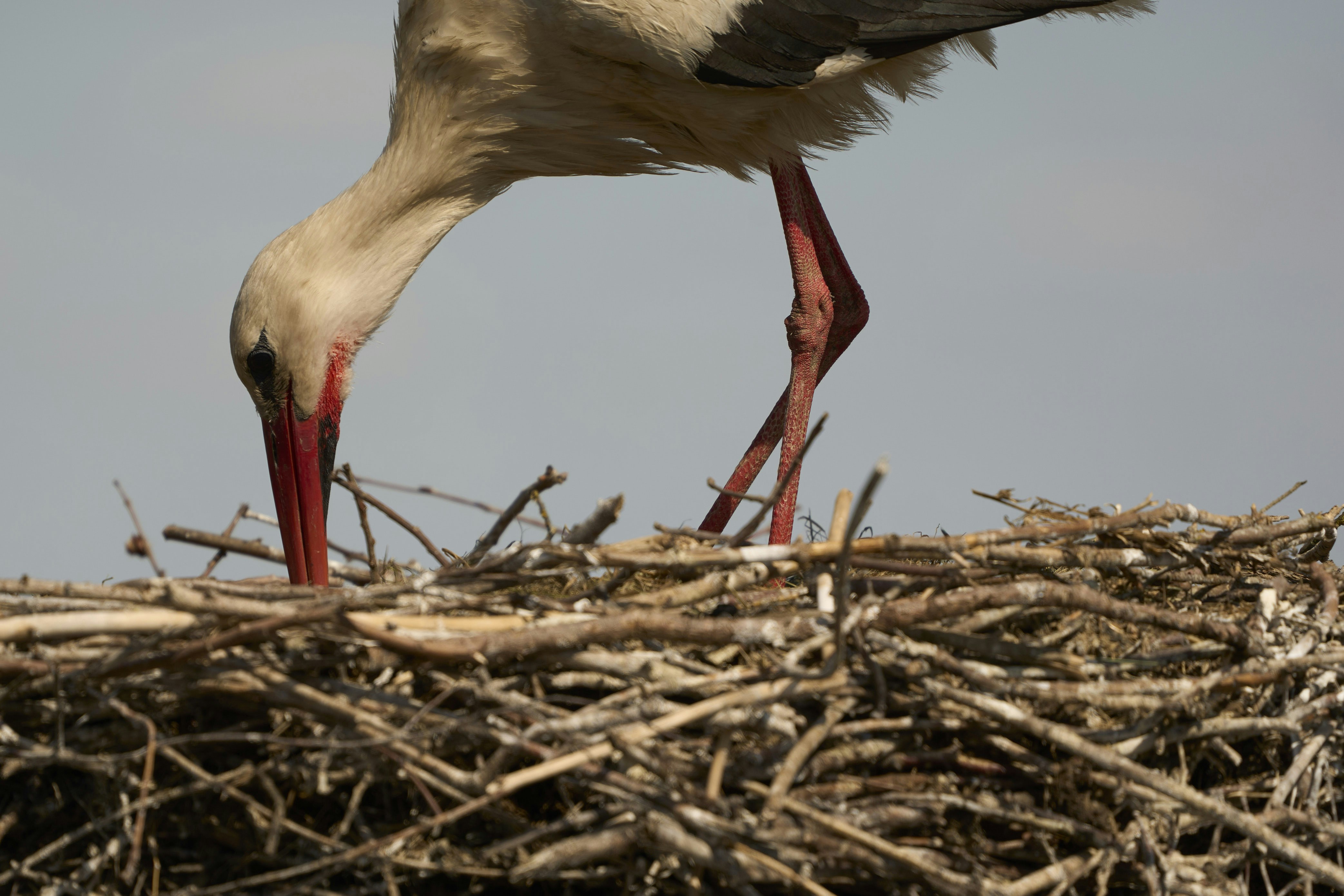The Stretched Beak: a Stork Tends Its Nest