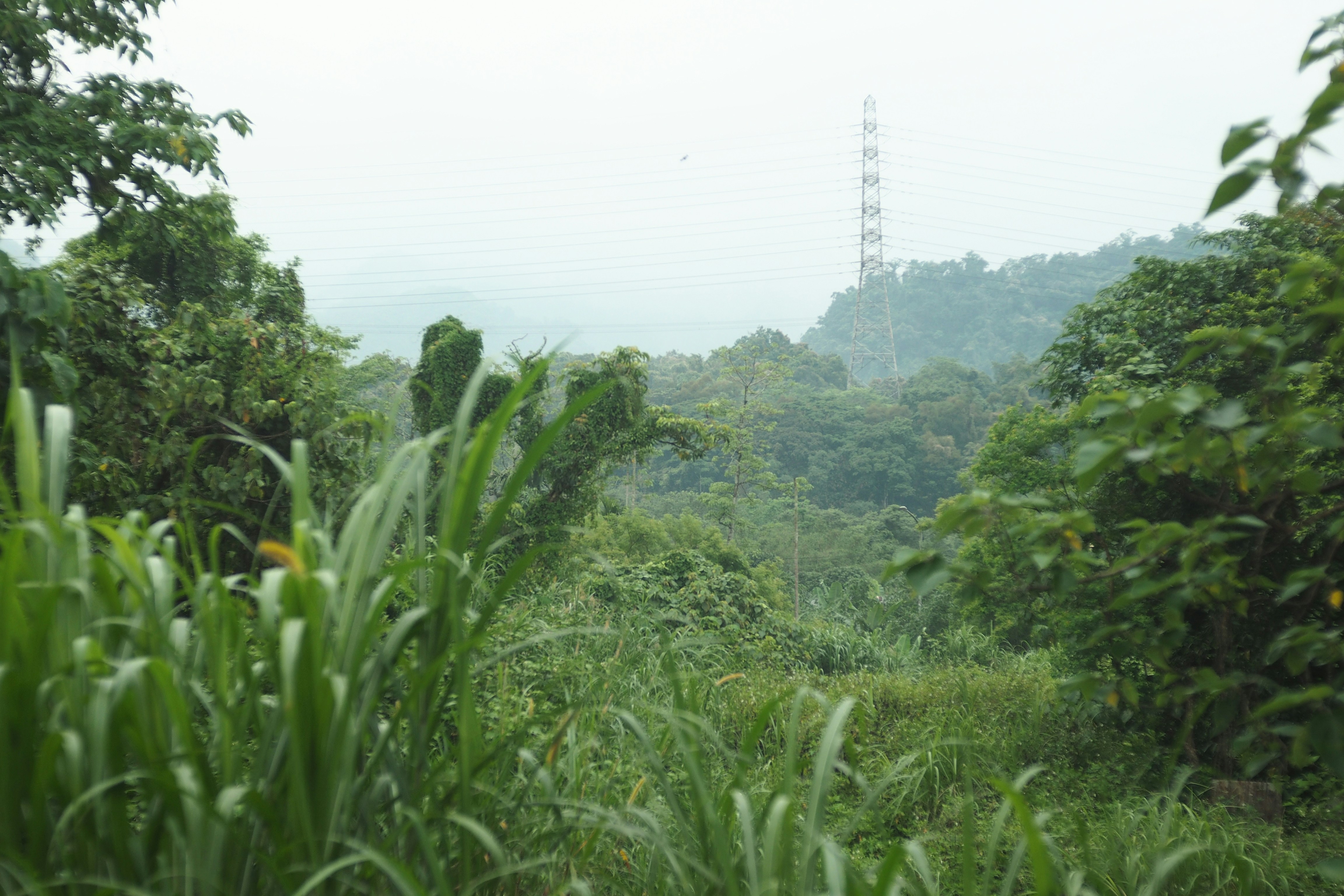 Hidden Power Line Through the Green Canopy